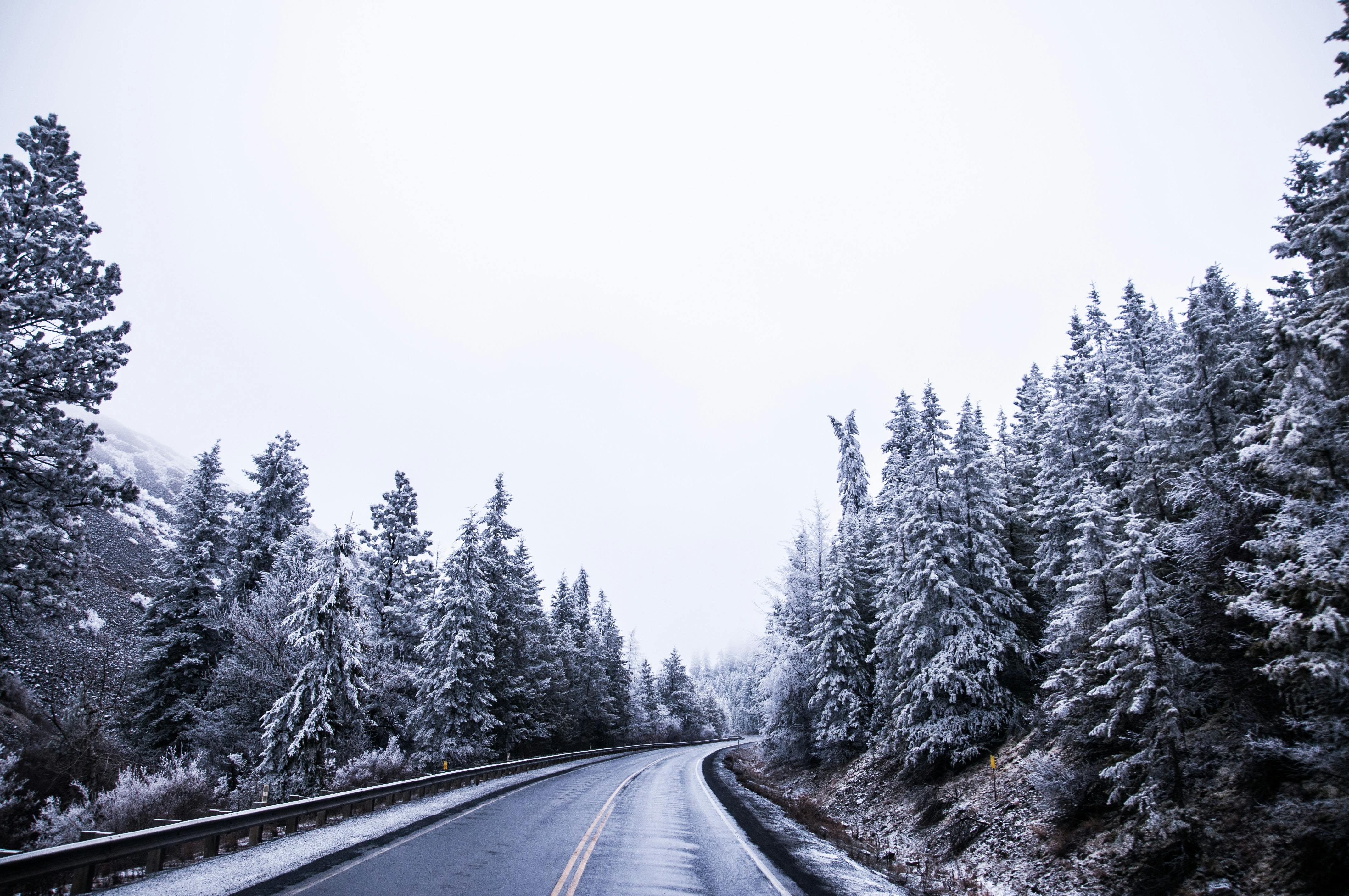 Camino Nevado De Invierno A Través De Un Bosque De Pinos Helados · Foto de stock gratuita