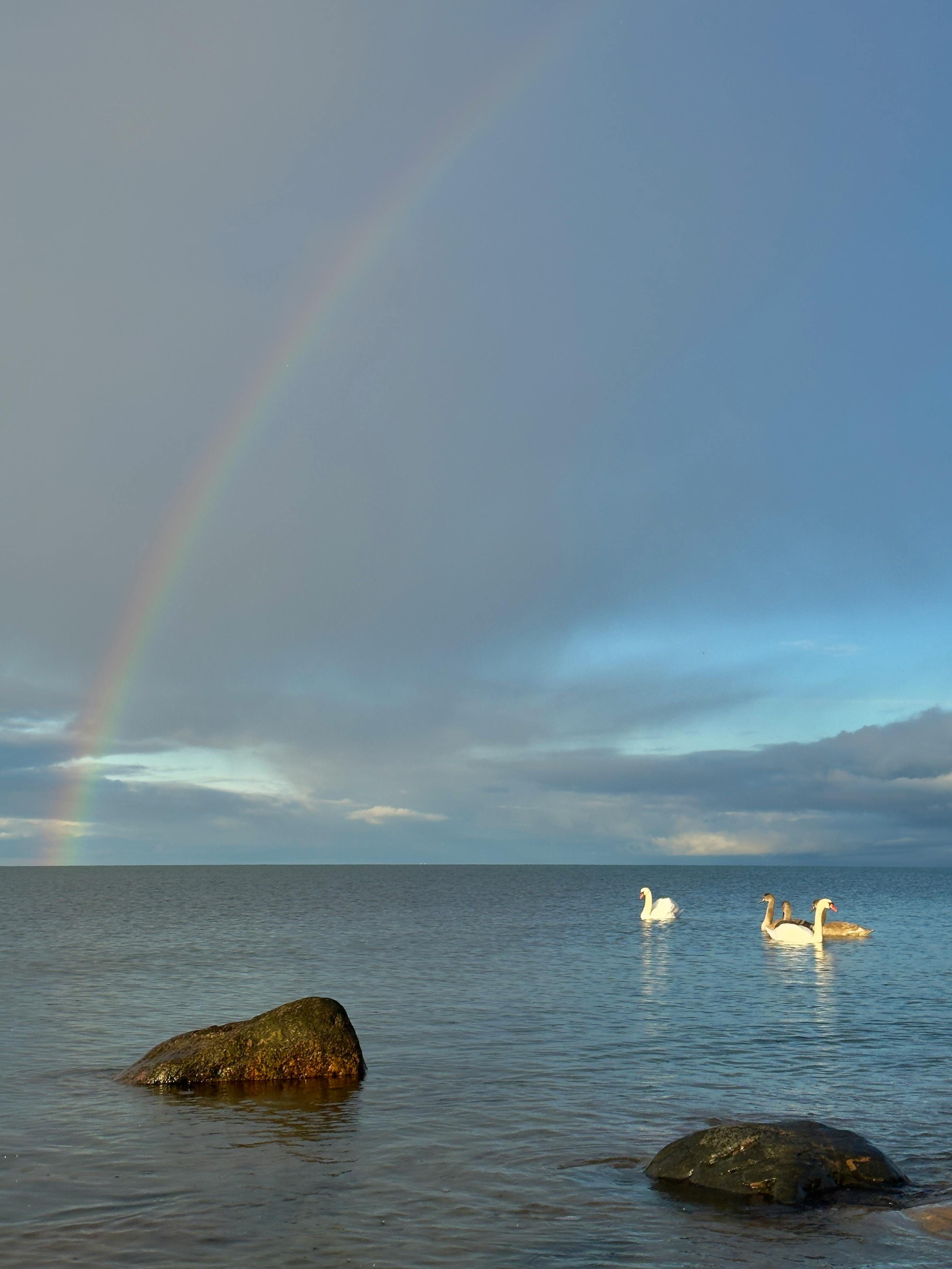 Serene Swan Pair Under Rainbow over Baltic Sea · Free Stock Photo