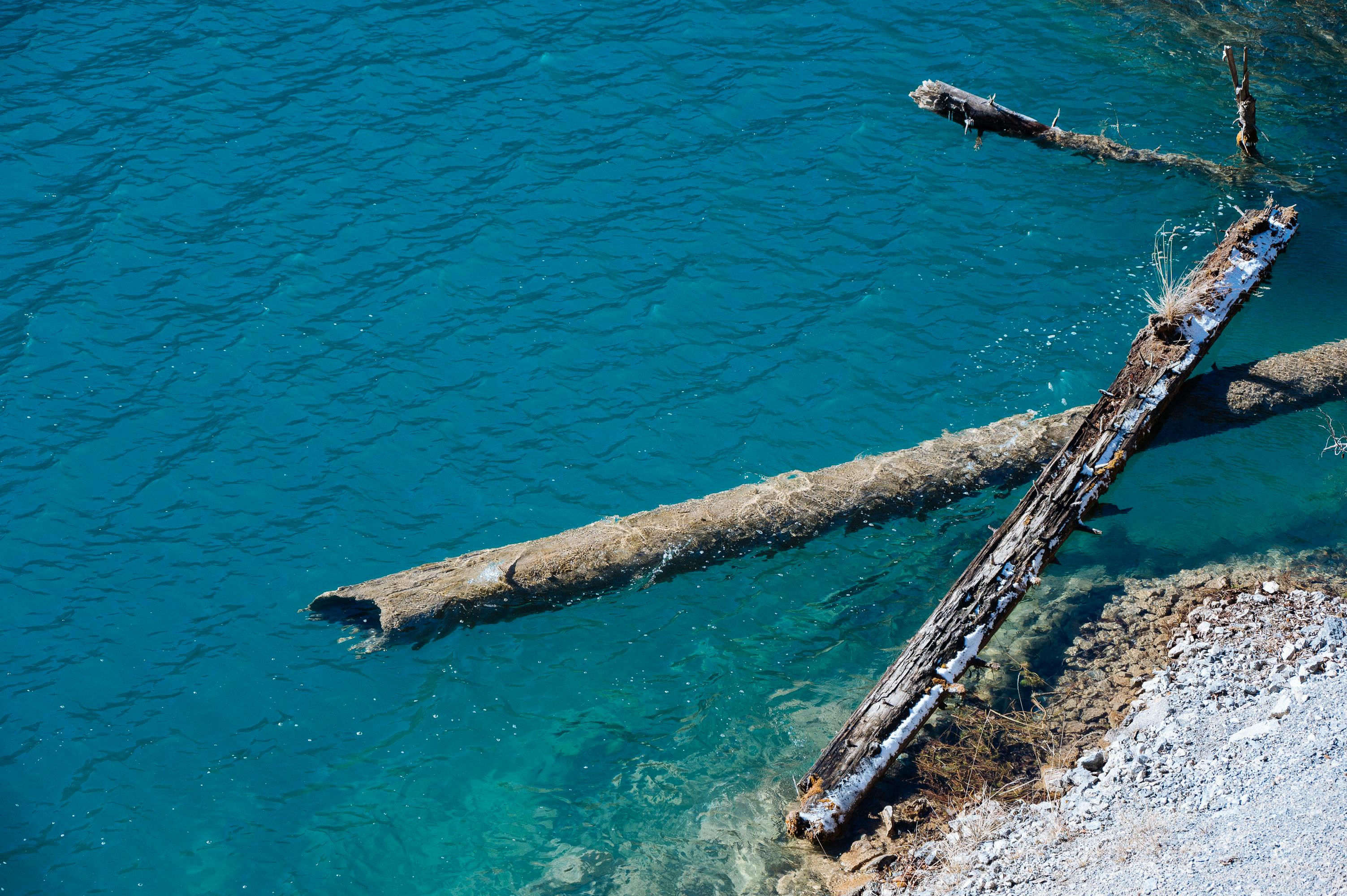 Serene Turquoise Lake with Submerged Logs · Free Stock Photo