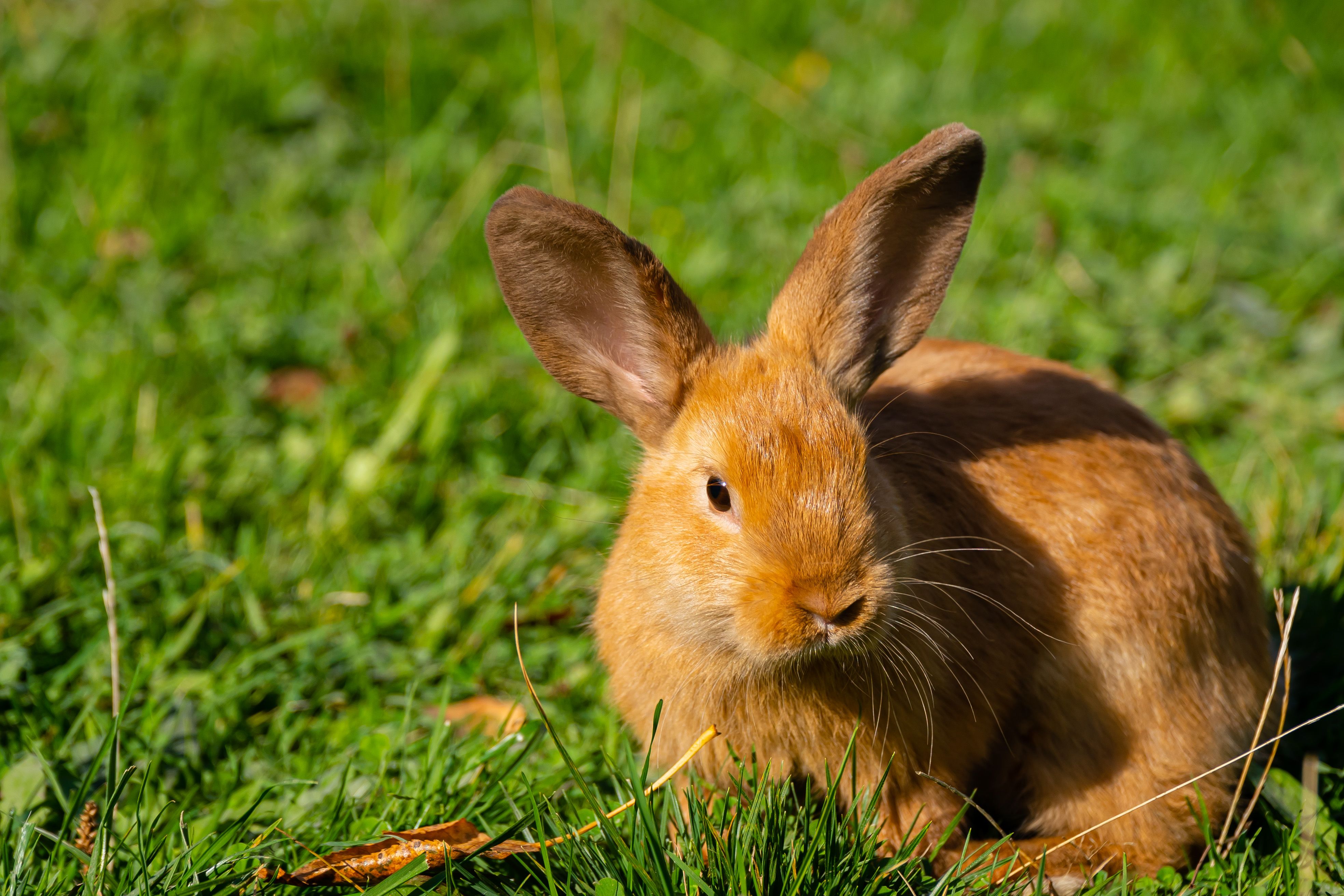 Close-up of a brown rabbit on green grass · Free Stock Photo