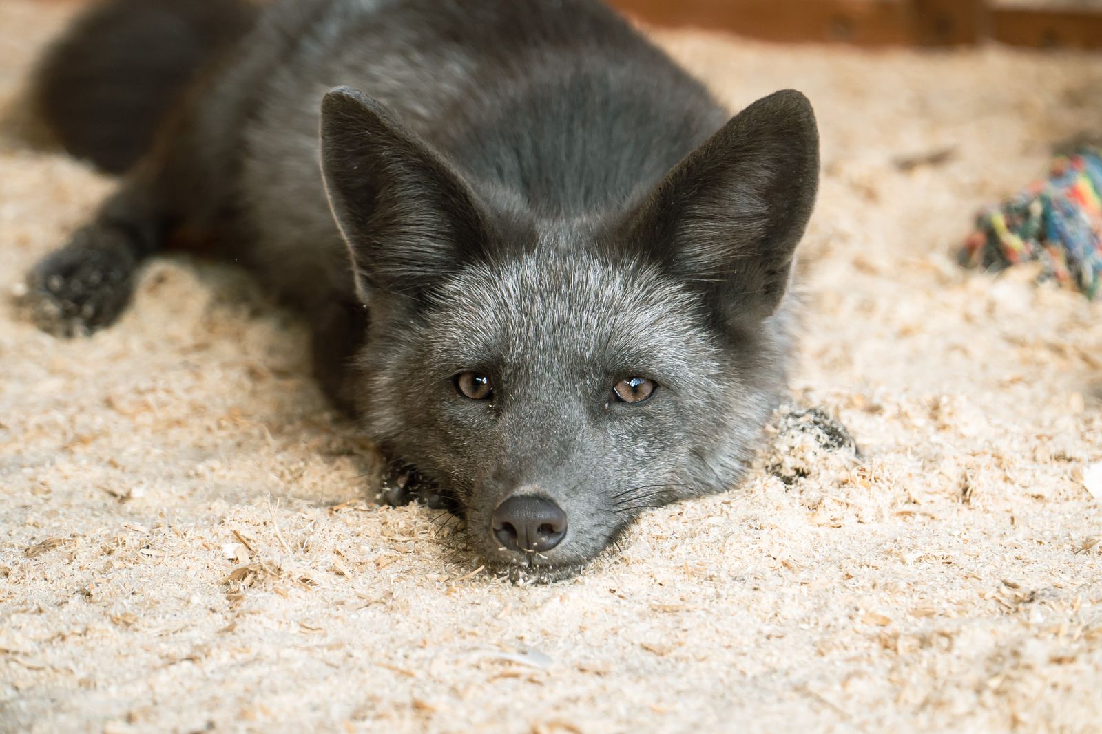 Sweetie Fox Photos, Download The BEST Free Sweetie Fox Stock Photos ...