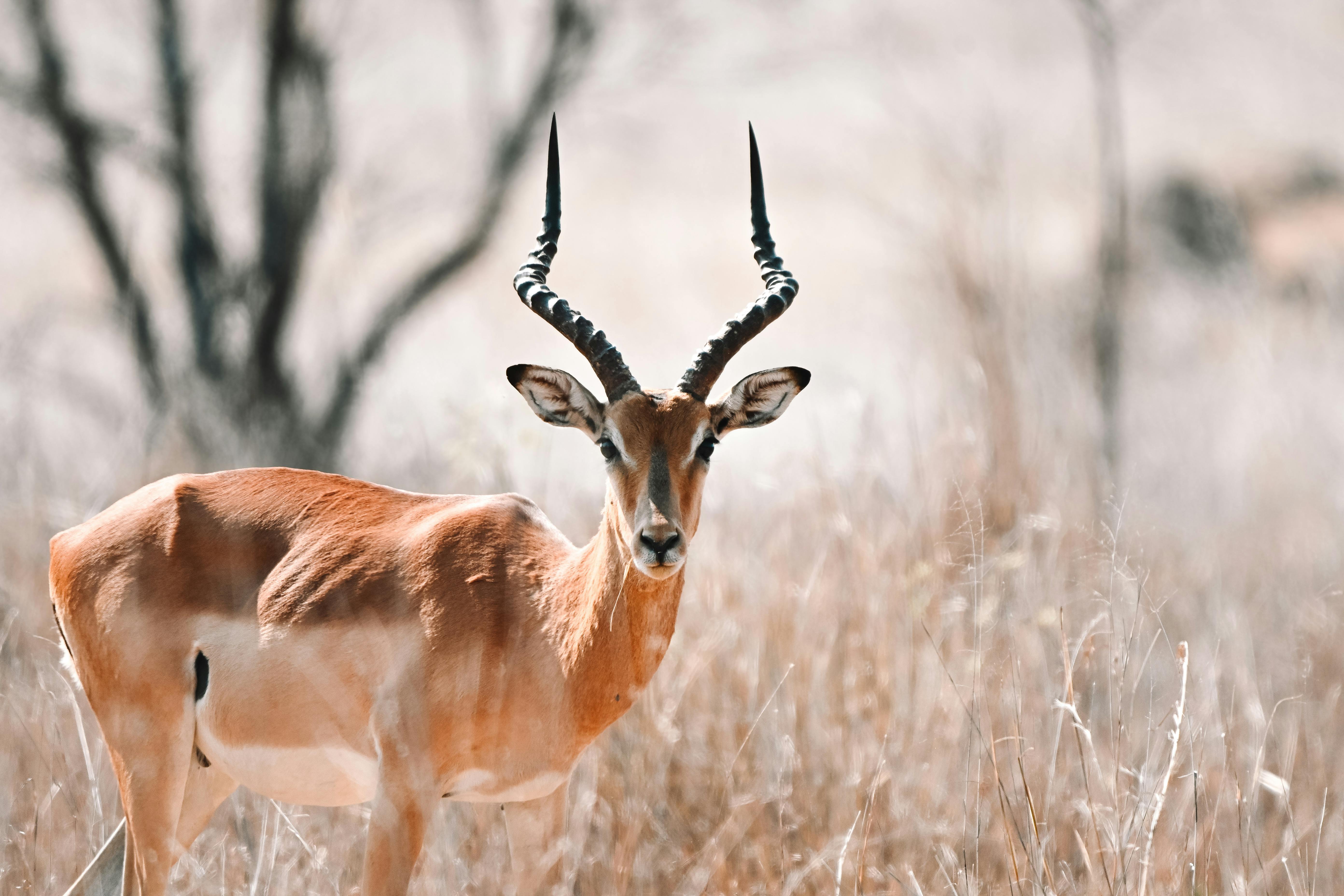 Portrait of Impala · Free Stock Photo