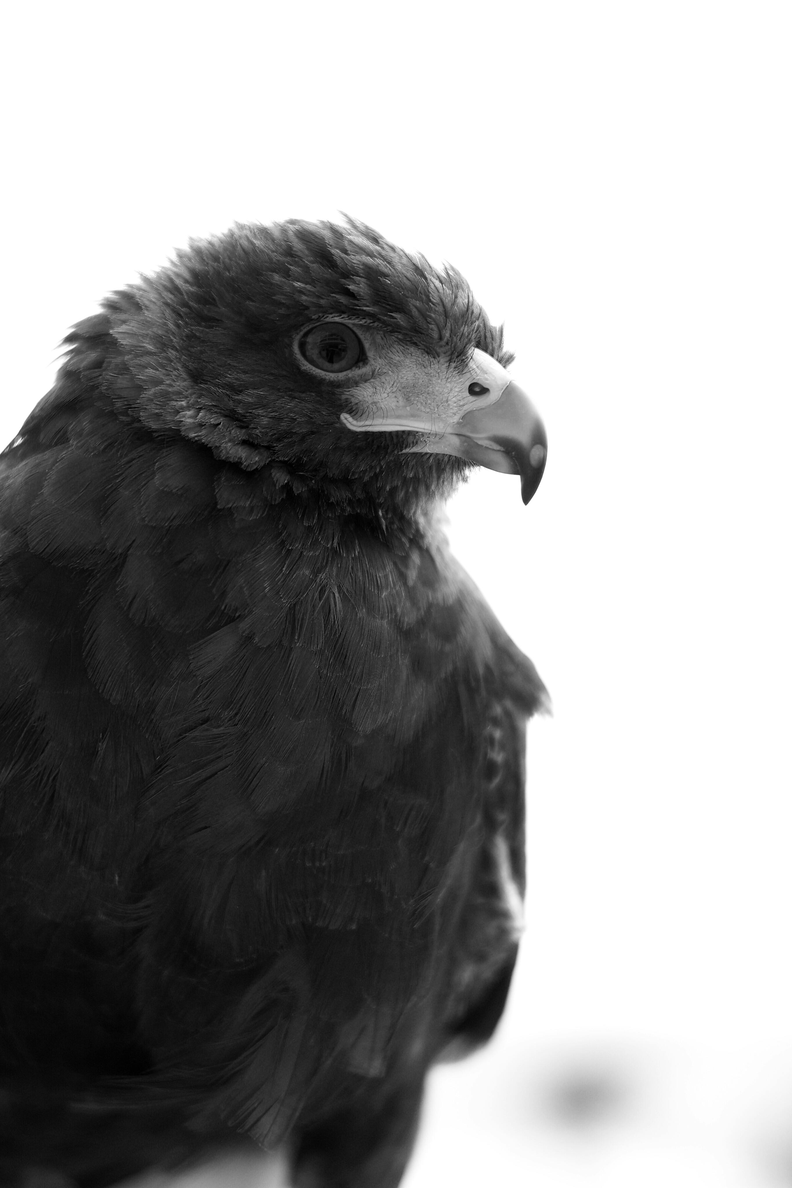 Falcon In Pos Photos, Download The BEST Free Falcon In Pos Stock Photos ...
