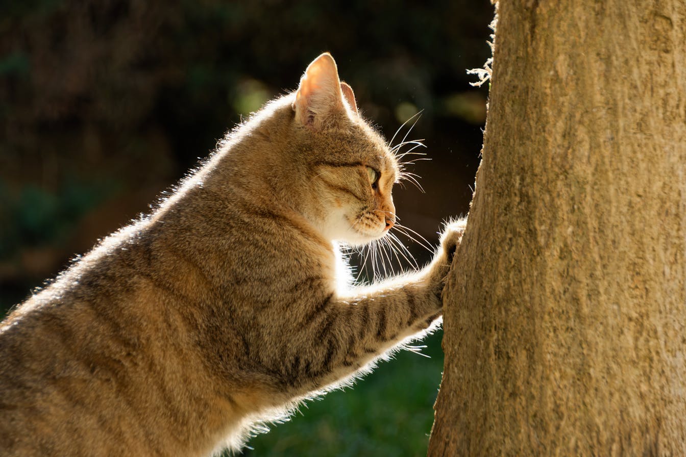 Cat Scratch Disease: Symptoms, Causes, and Management Tips