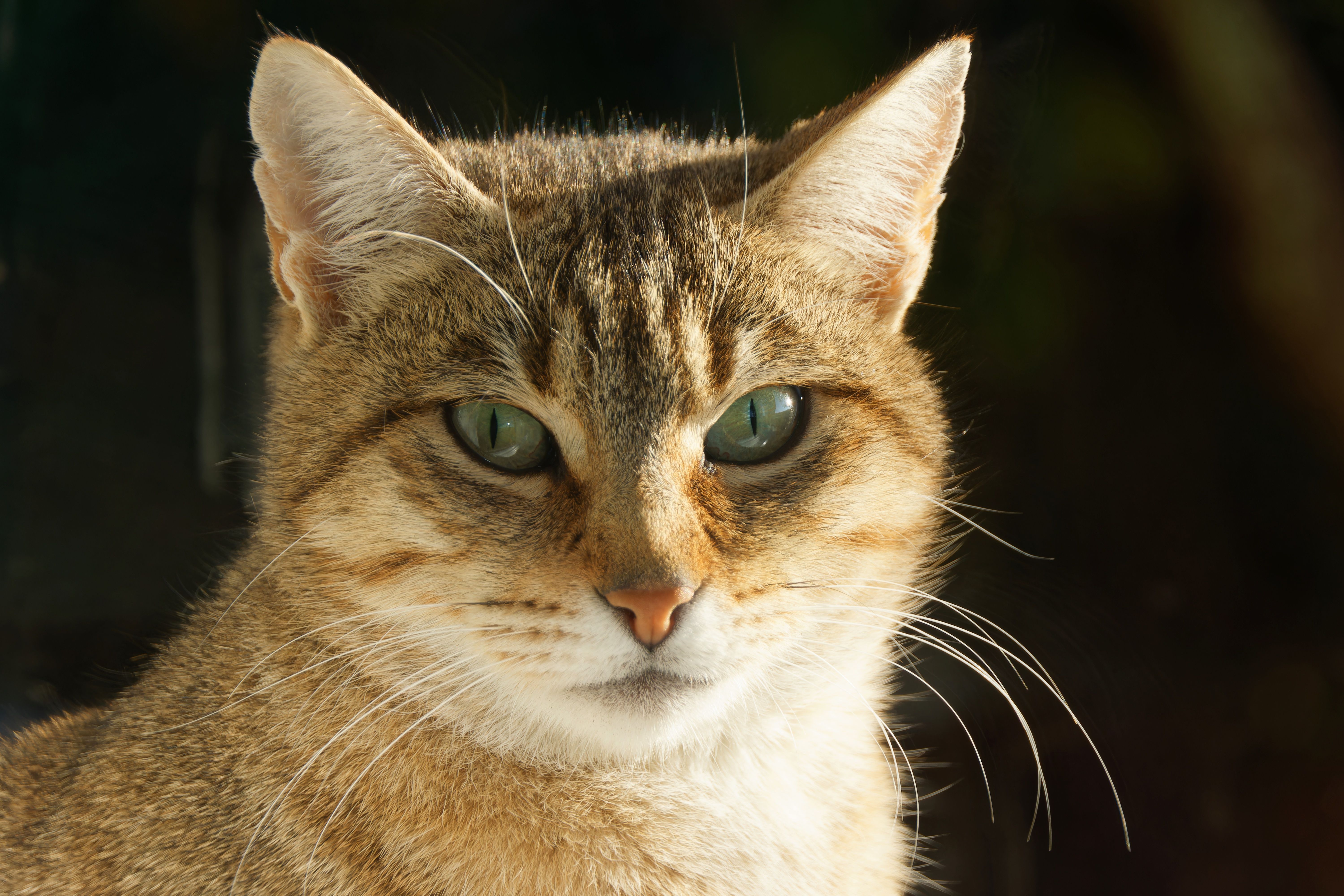 Close-up Portrait of a Domestic Cat in Sunlight · Free Stock Photo