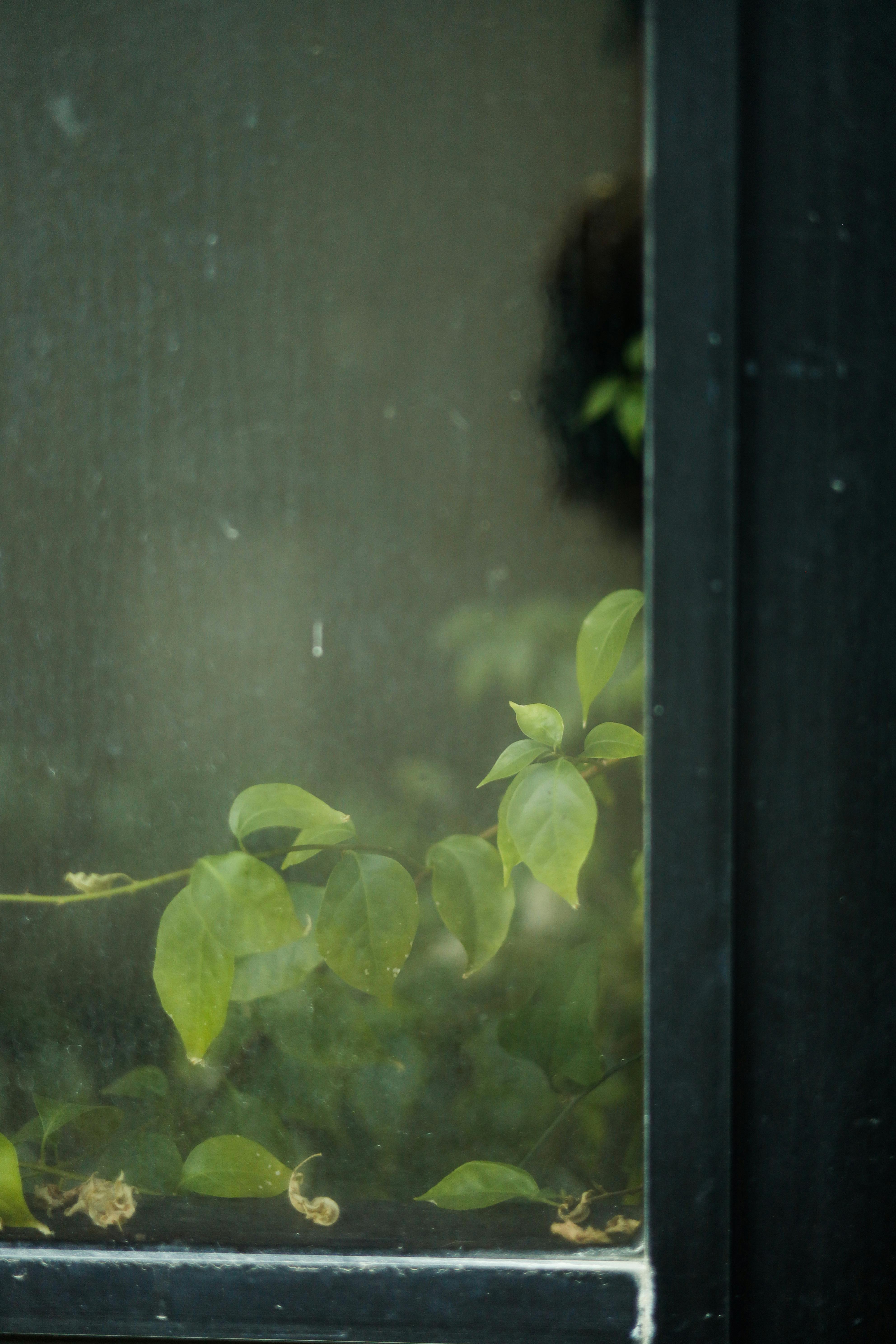 Serene Greenery through Weathered Windowpane · Free Stock Photo
