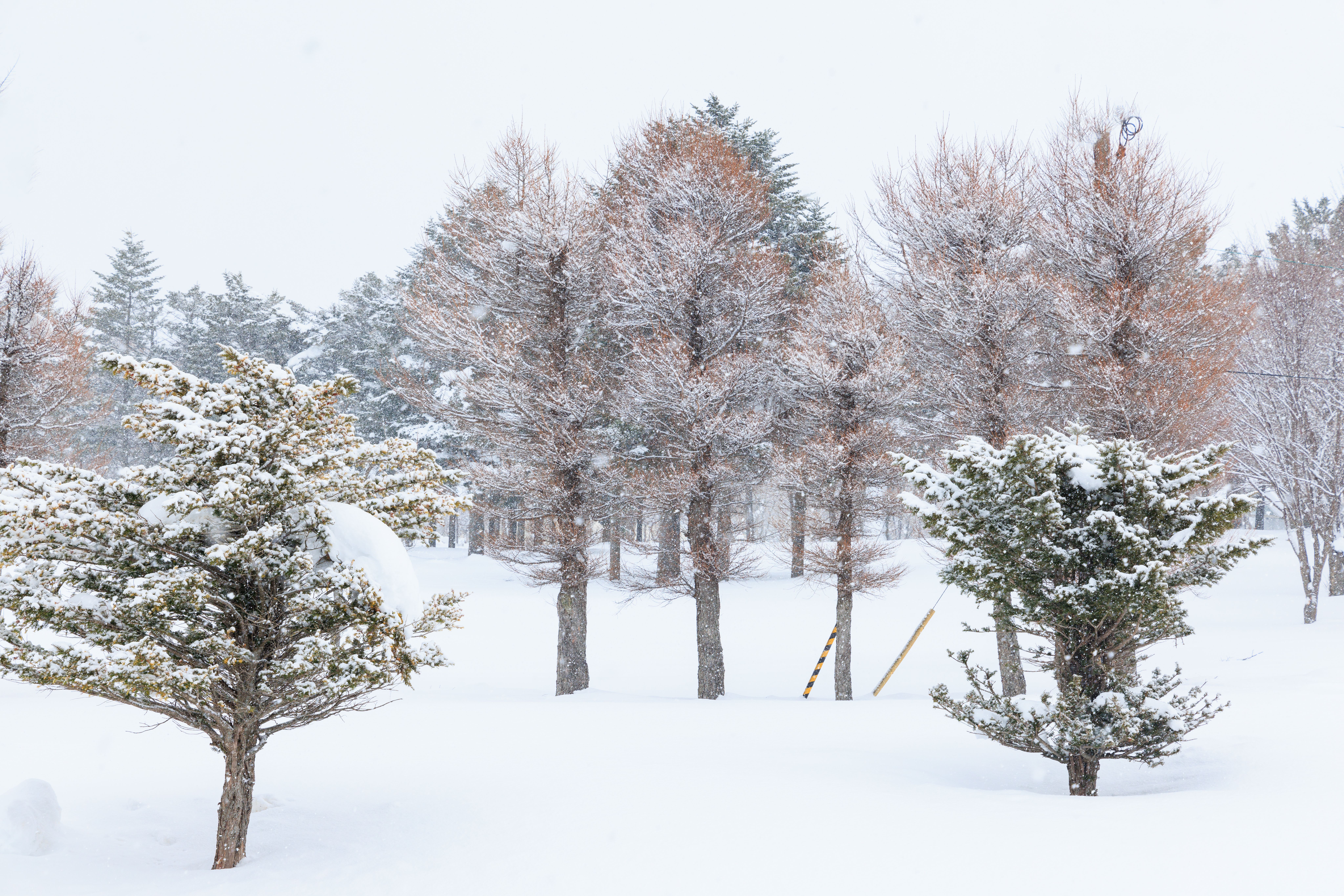 Snow-covered Trees Landscape in Hokkaido, Japan · Free Stock Photo