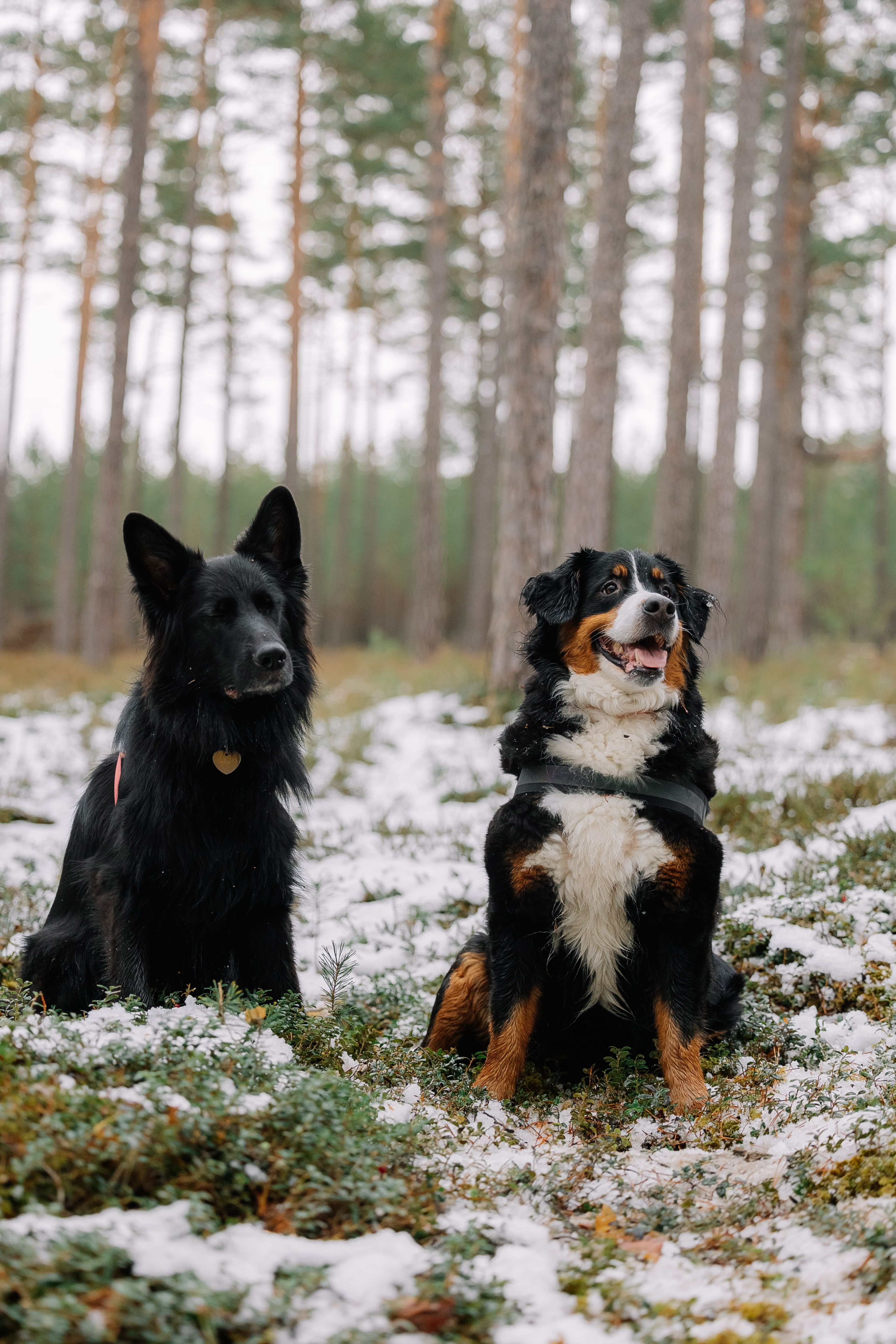 Two Dogs in Snowy Pine Forest Landscape · Free Stock Photo