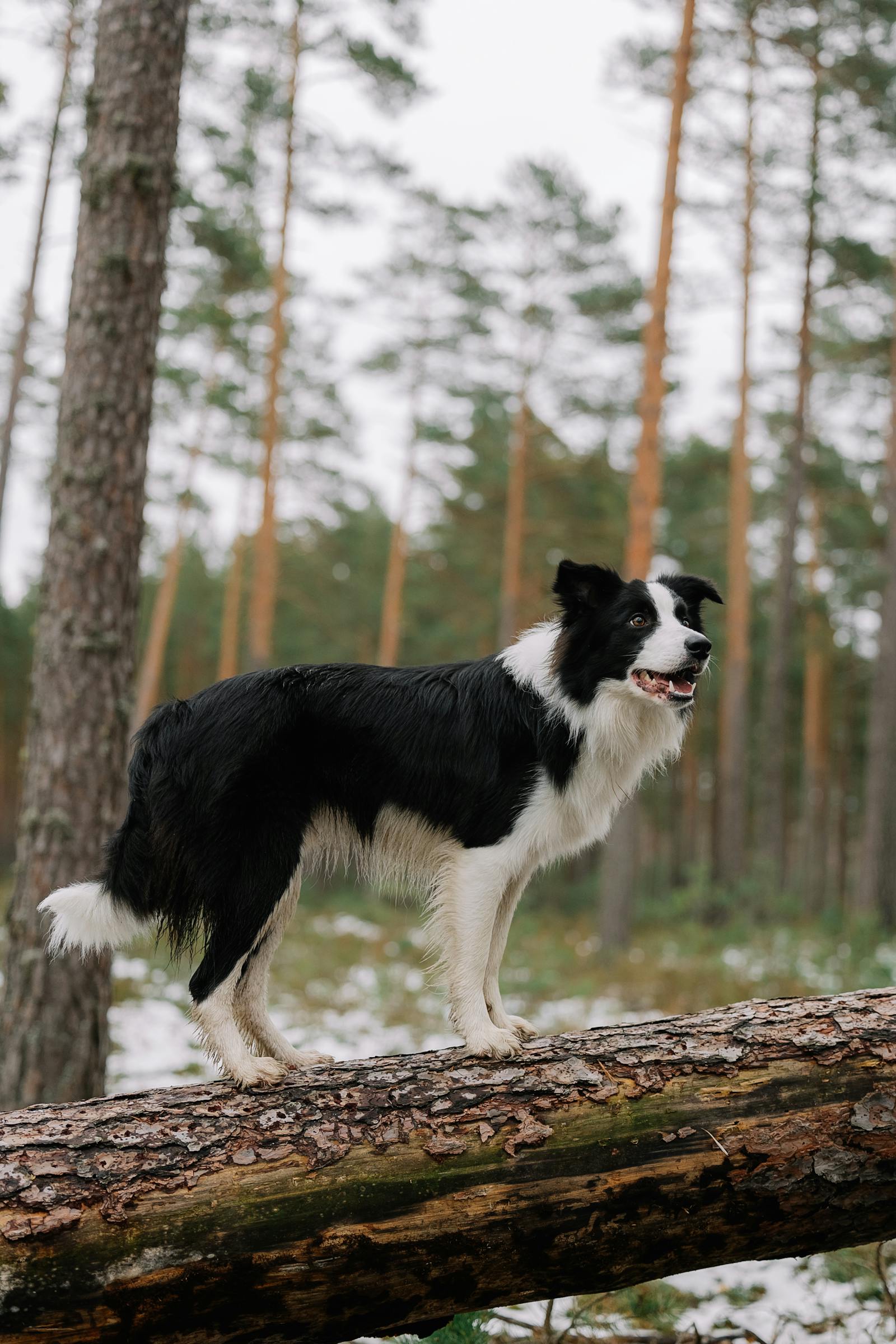 Border Collie Photos, Download The BEST Free Border Collie Stock Photos ...