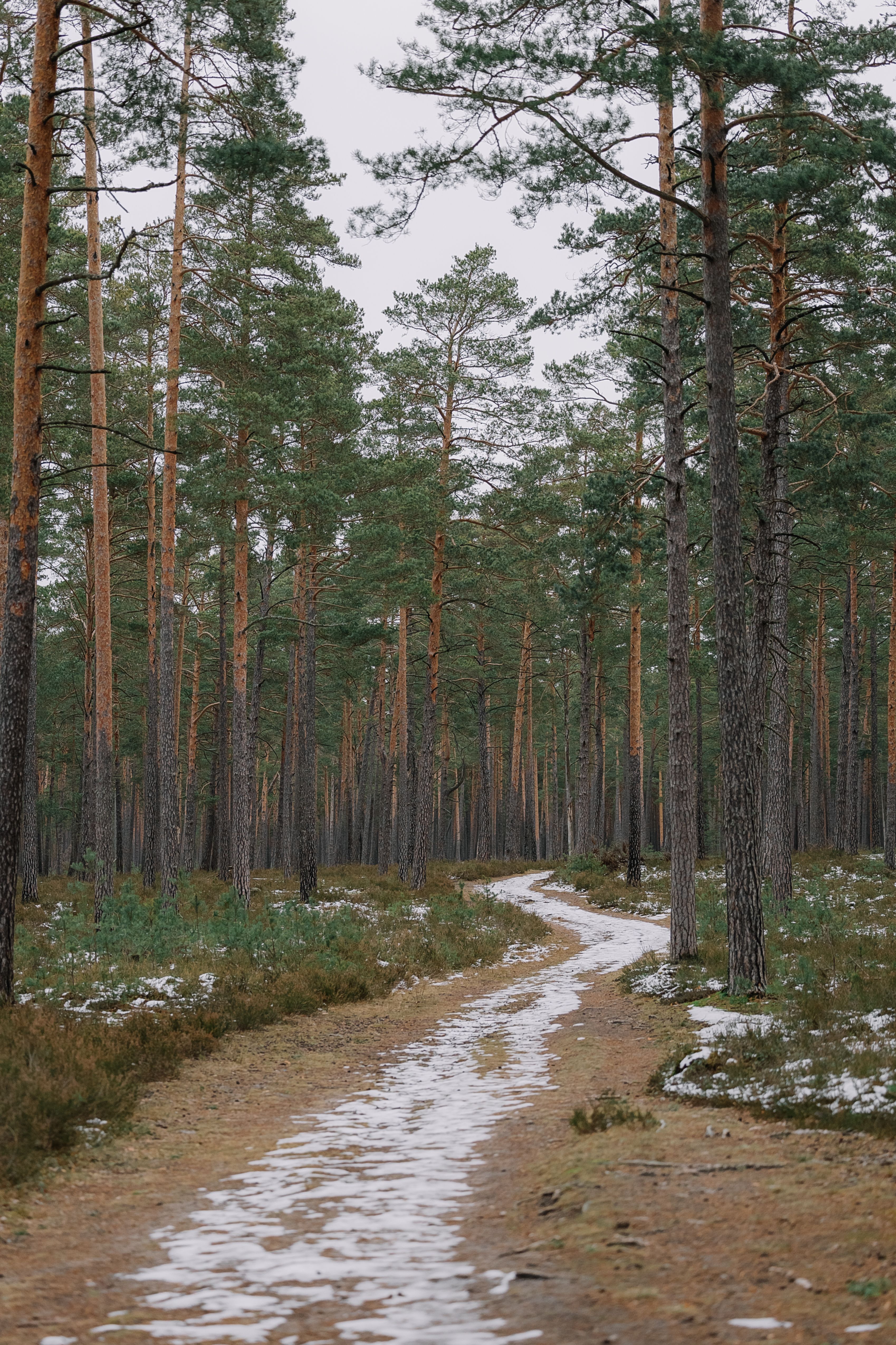 Serene Snow-Dusted Pine Forest Path · Free Stock Photo