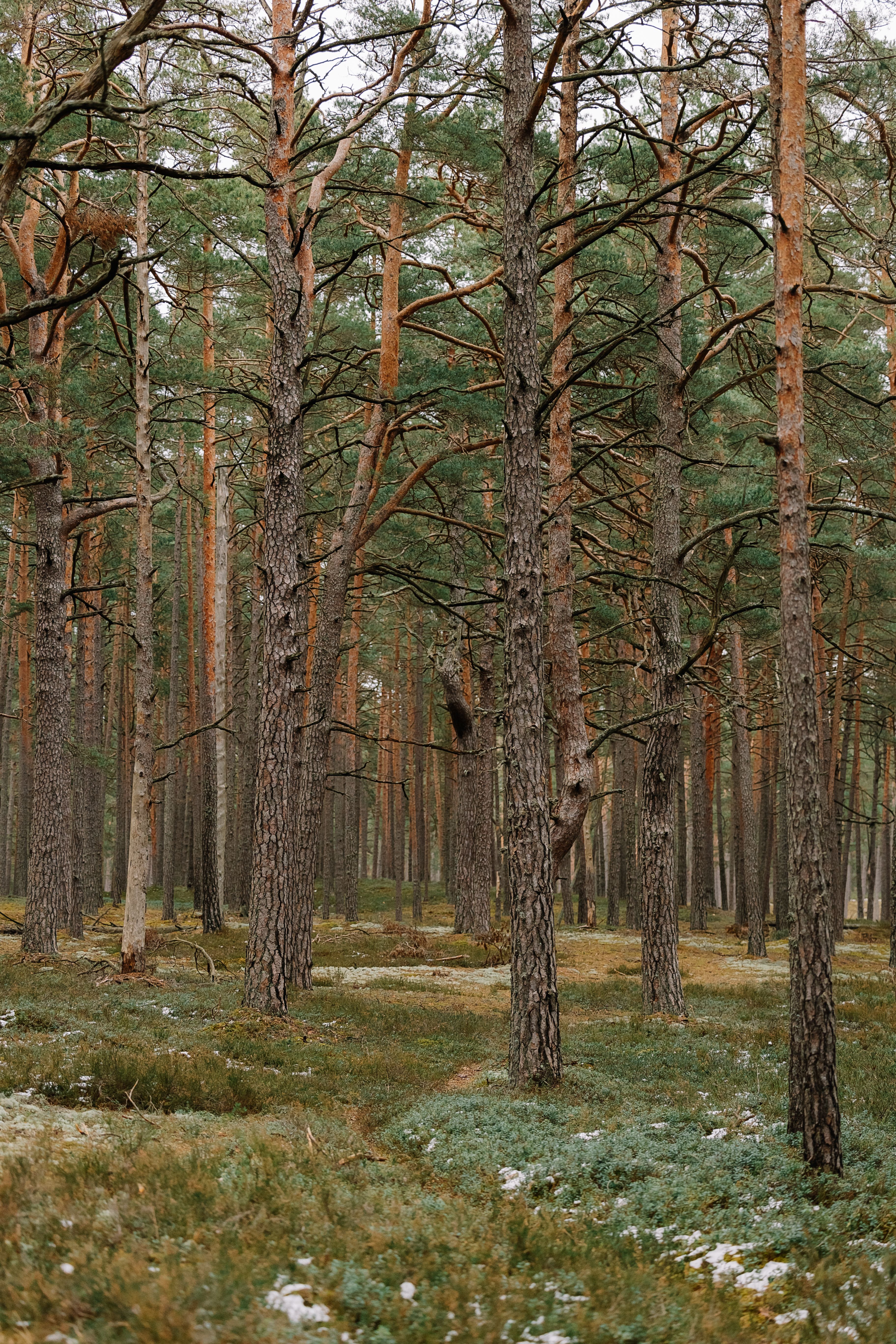 Serene Pine Forest in Early Winter · Free Stock Photo