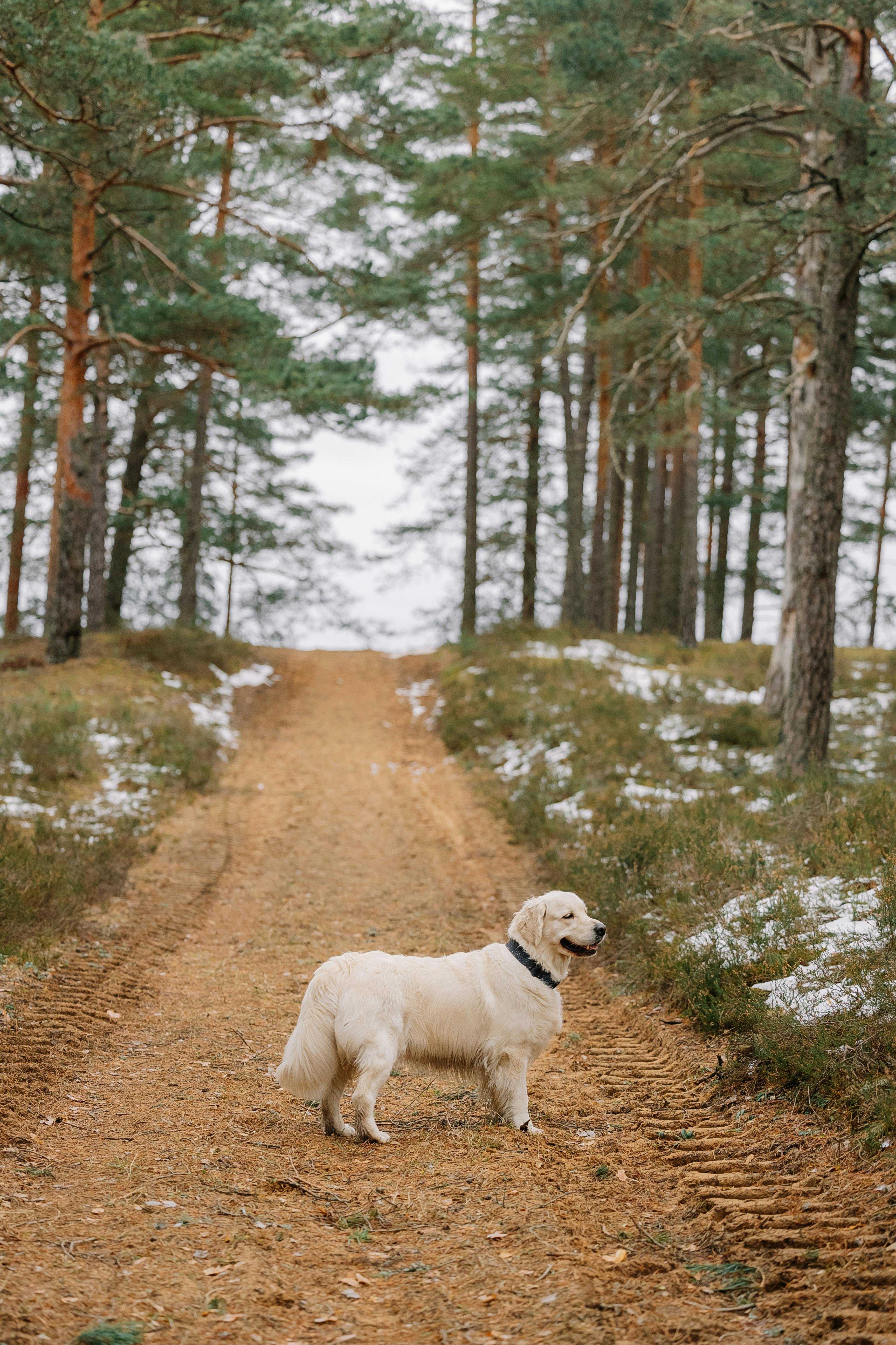 Dog Photoshoot Photos, Download The BEST Free Dog Photoshoot Stock ...