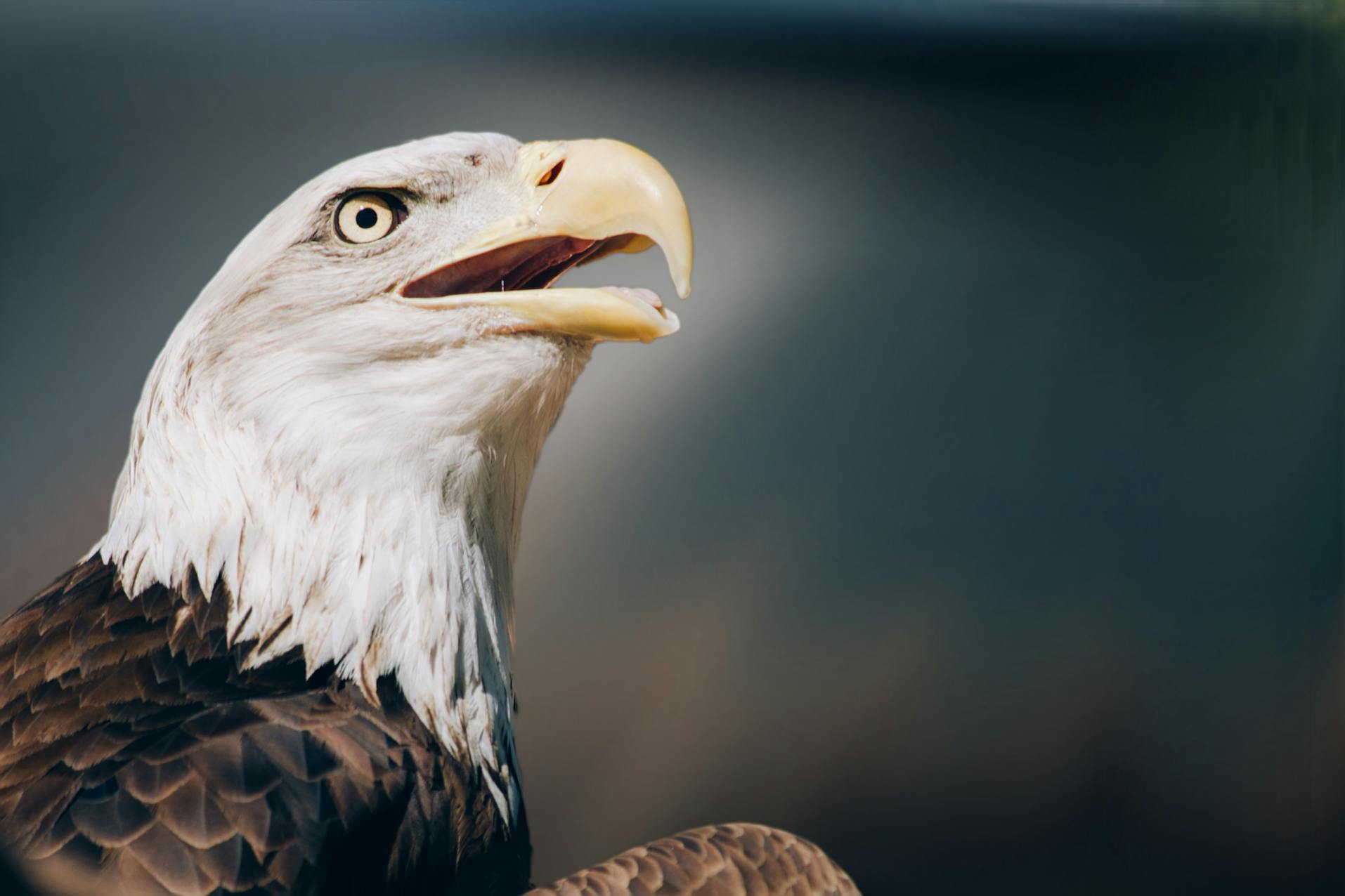 American Bald Eagle Nesting Habits and Habitat Protection
