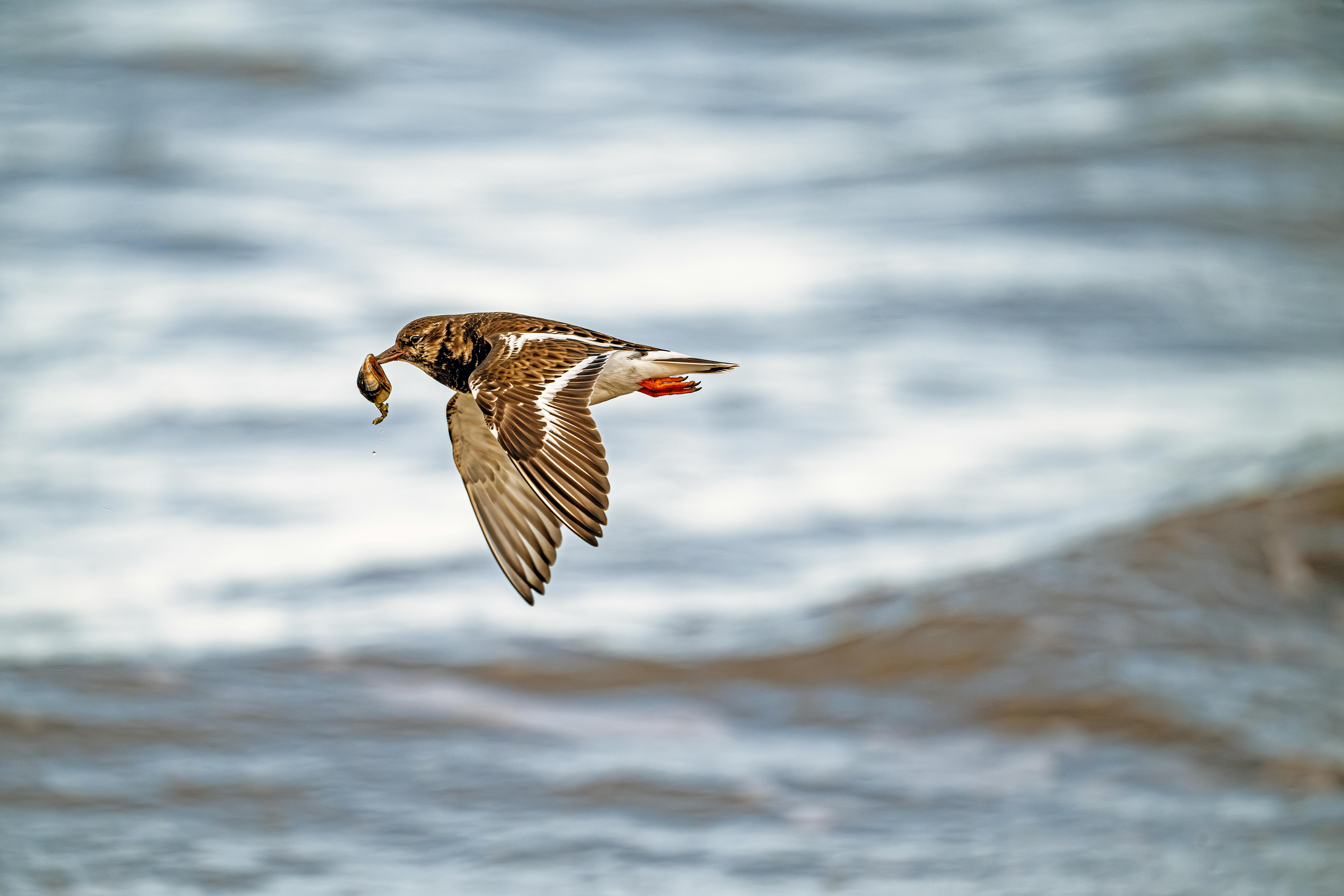 Flying Turnstone with Prey Over Ocean Waves · Free Stock Photo