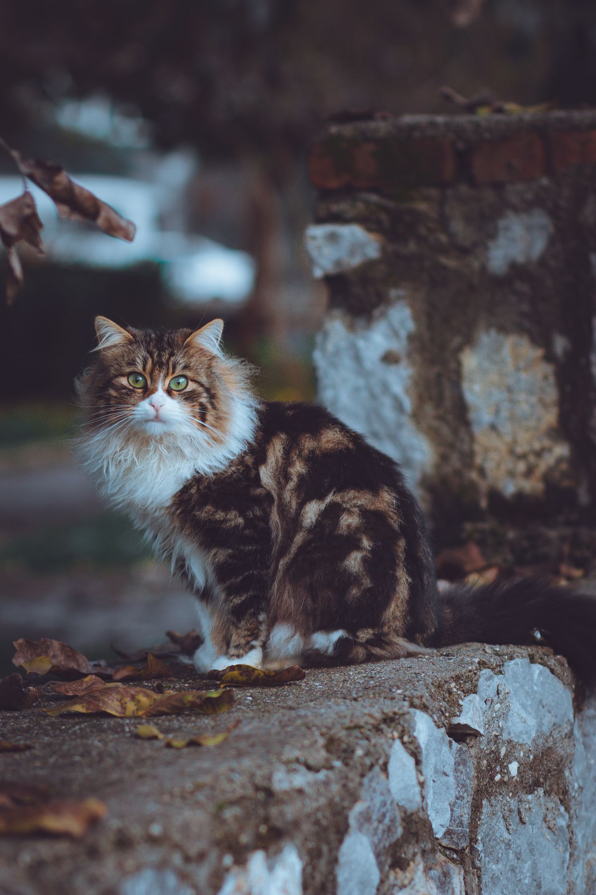 Cat No Background Photos, Download The BEST Free Cat No Background ...