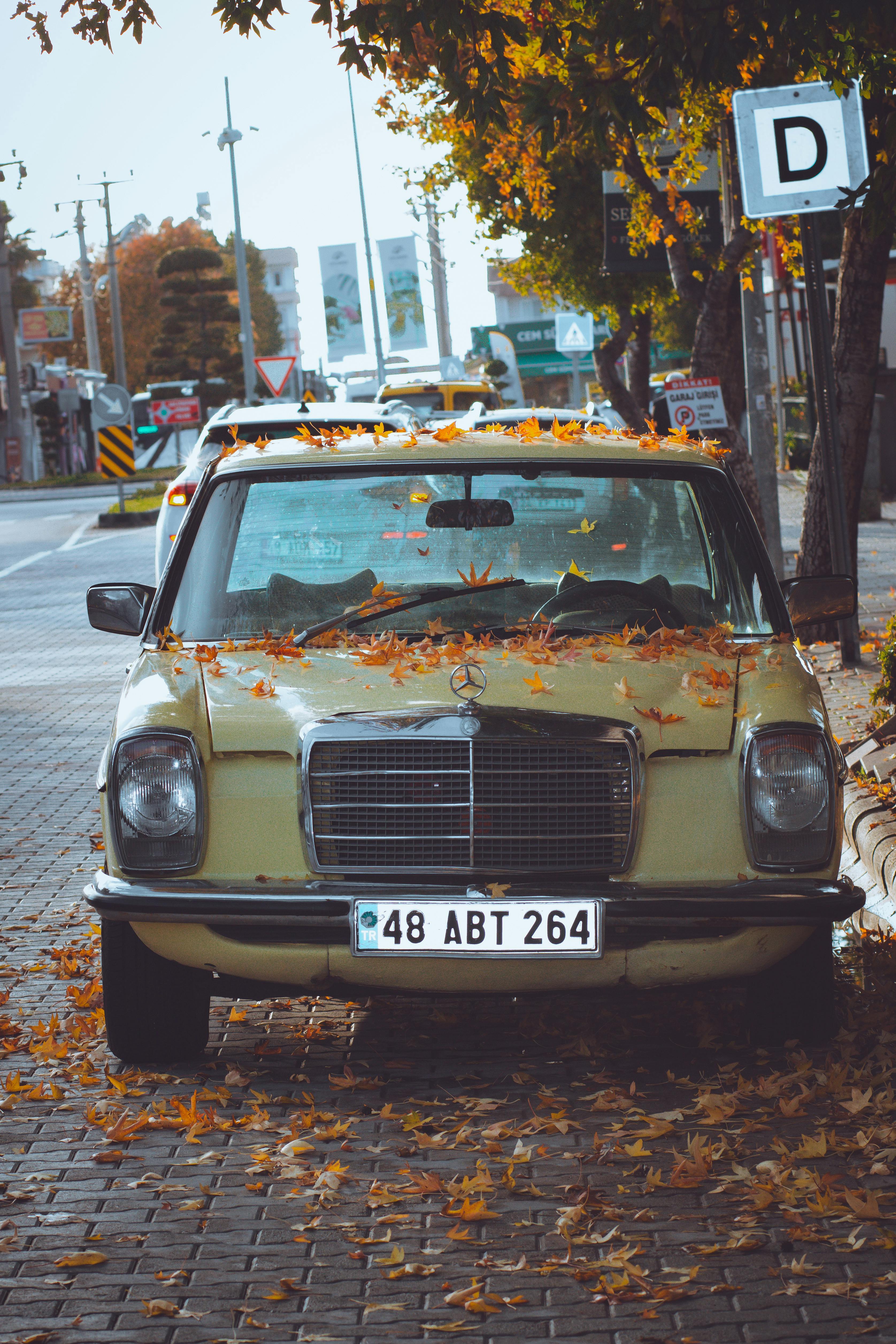 Mercedes Cat Photos, Download The BEST Free Mercedes Cat Stock Photos ...