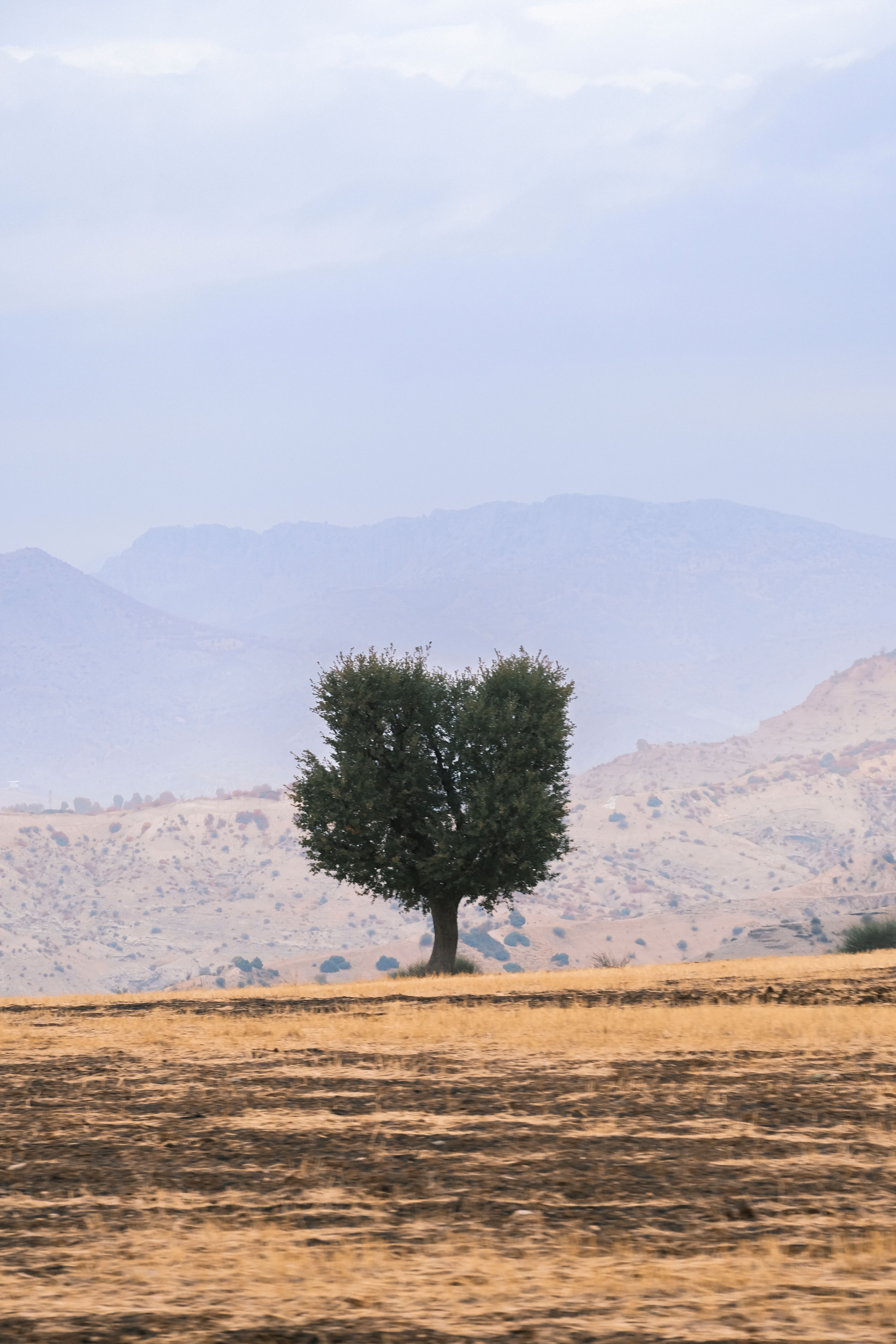 Arbre Solitaire Dans Un Vaste Paysage Aride · Photo gratuite