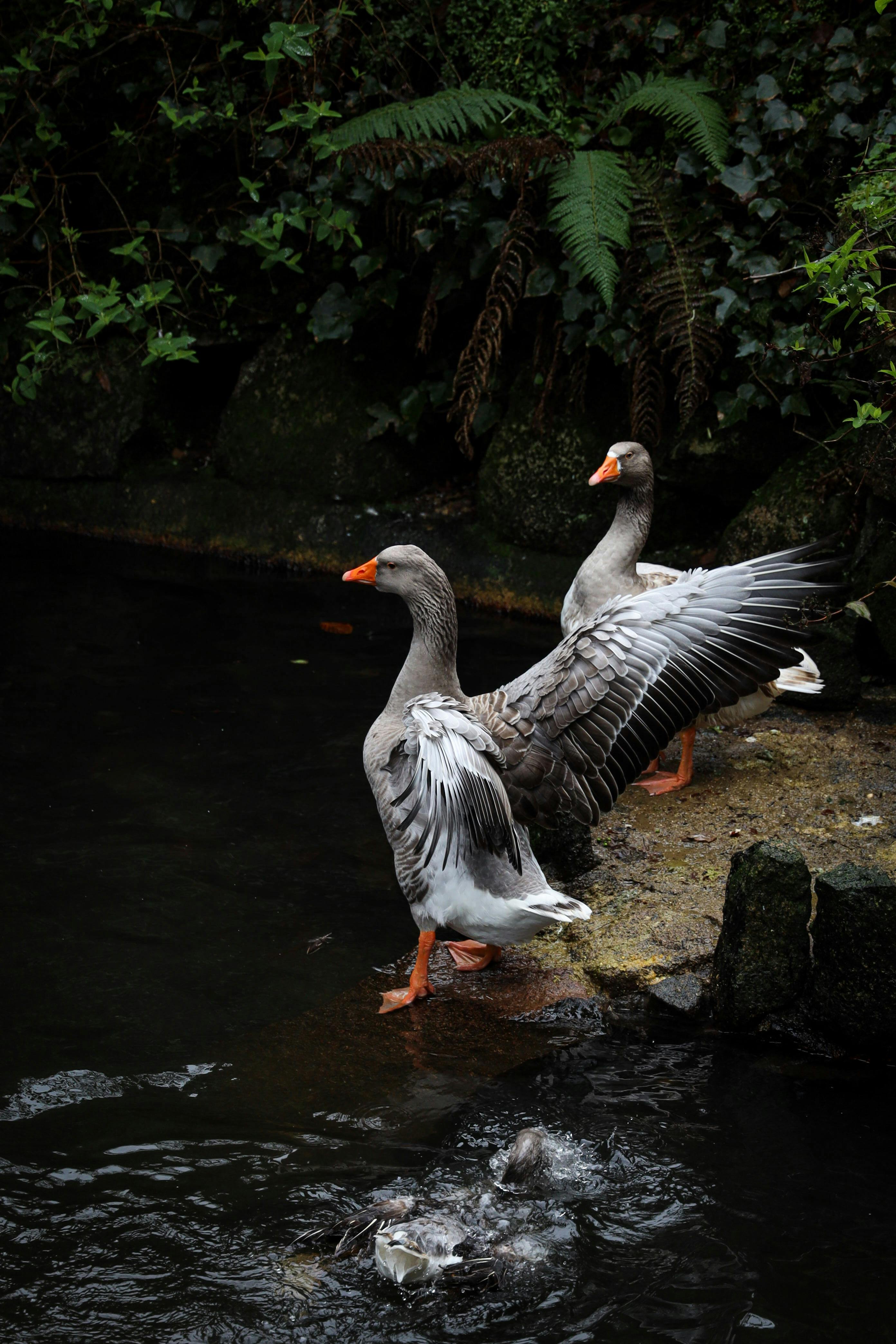 Gray Geese by Pond in Sintra, Portugal · Free Stock Photo