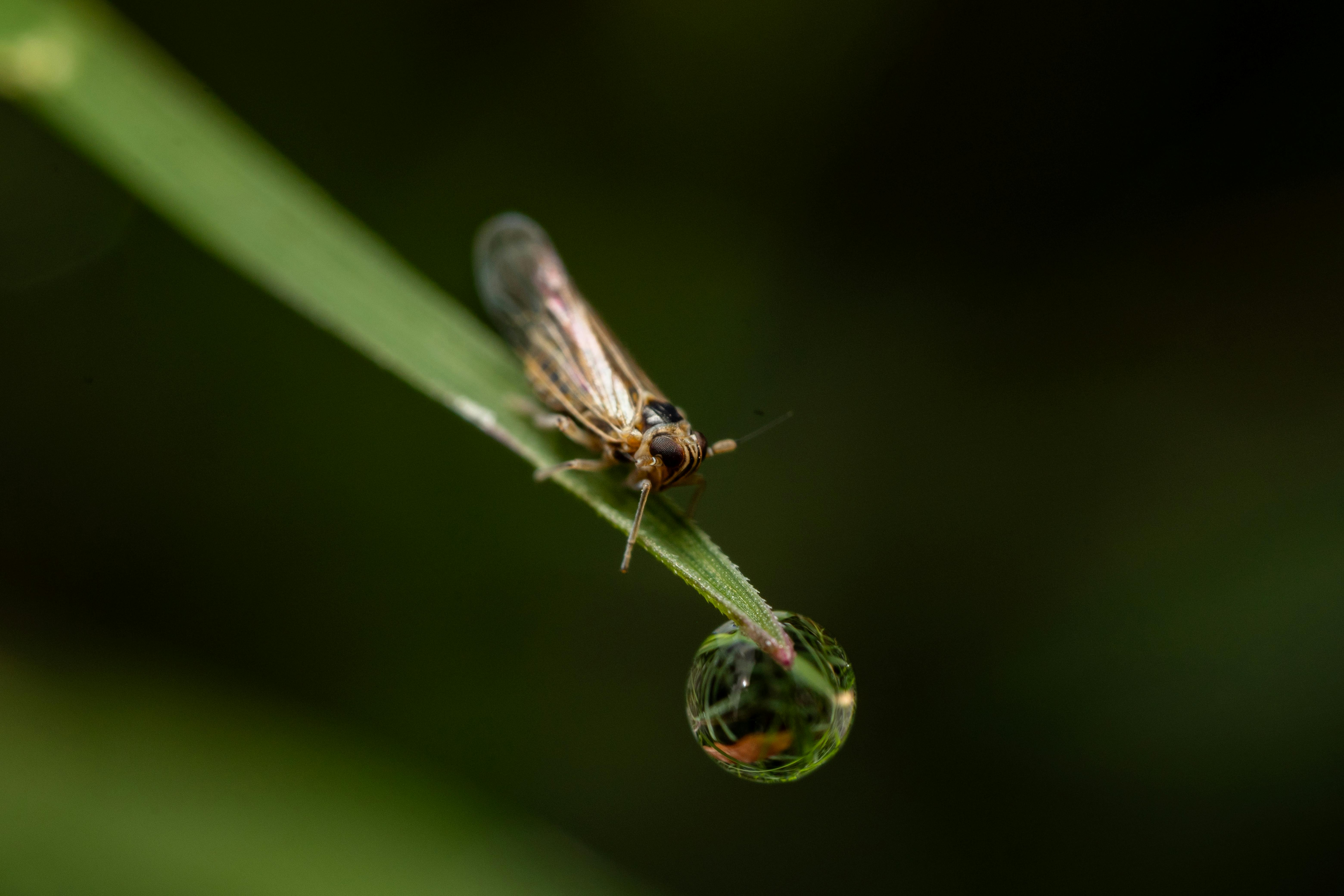 Issa Drop Photos, Download The BEST Free Issa Drop Stock Photos & HD Images