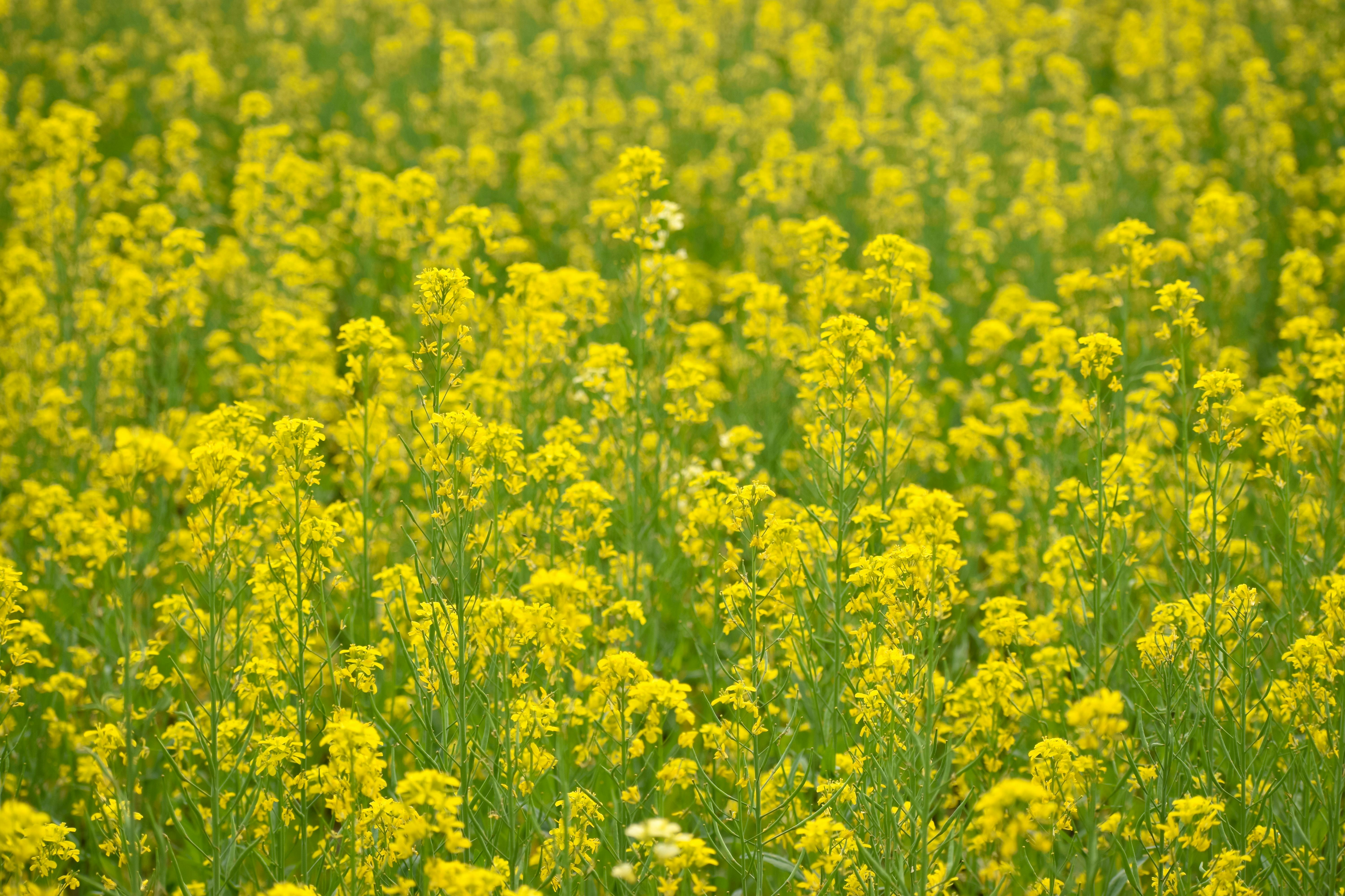 Vibrant Yellow Mustard Field in West Bengal · Free Stock Photo