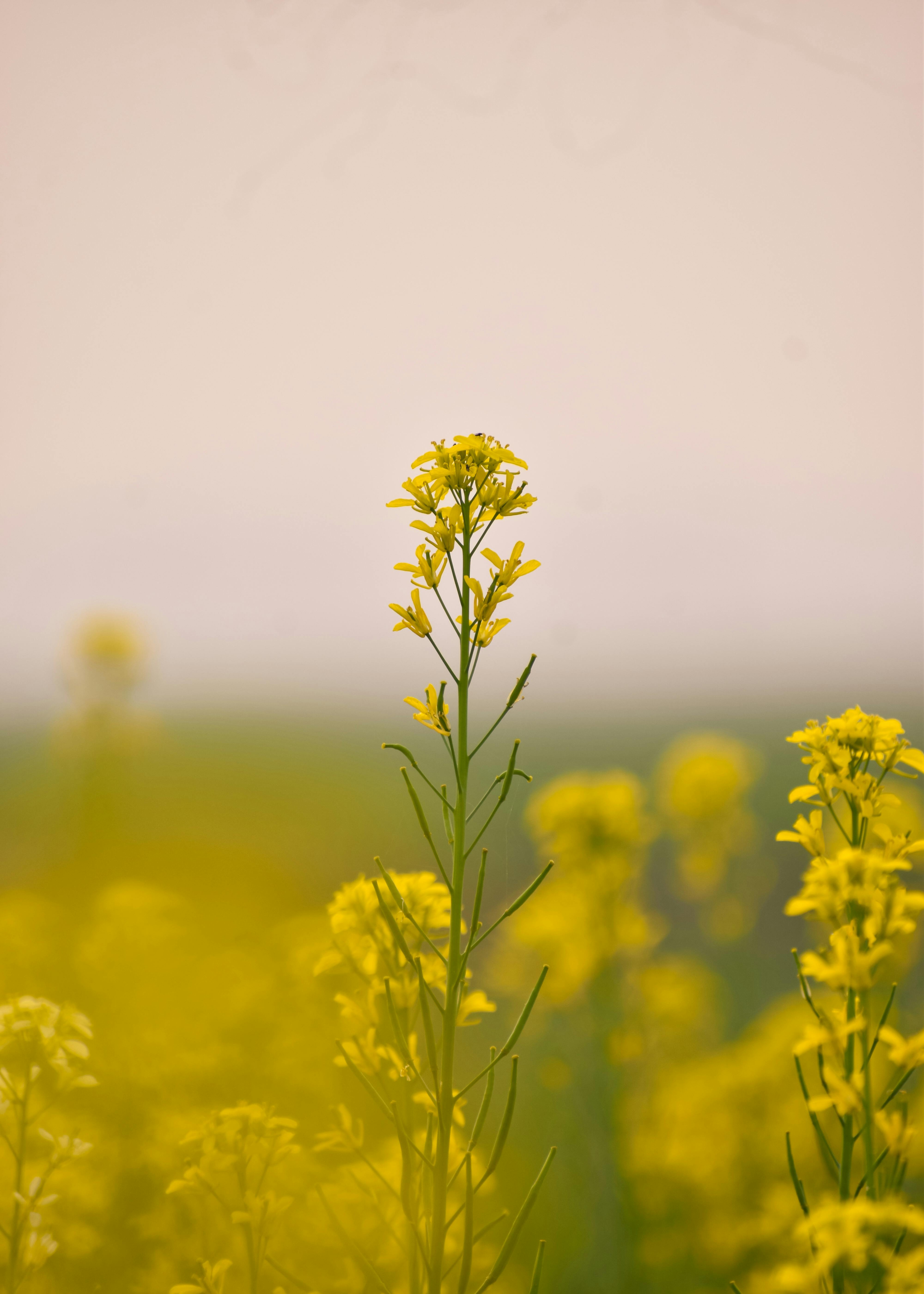 Vibrant Yellow Mustard Field in Full Bloom · Free Stock Photo