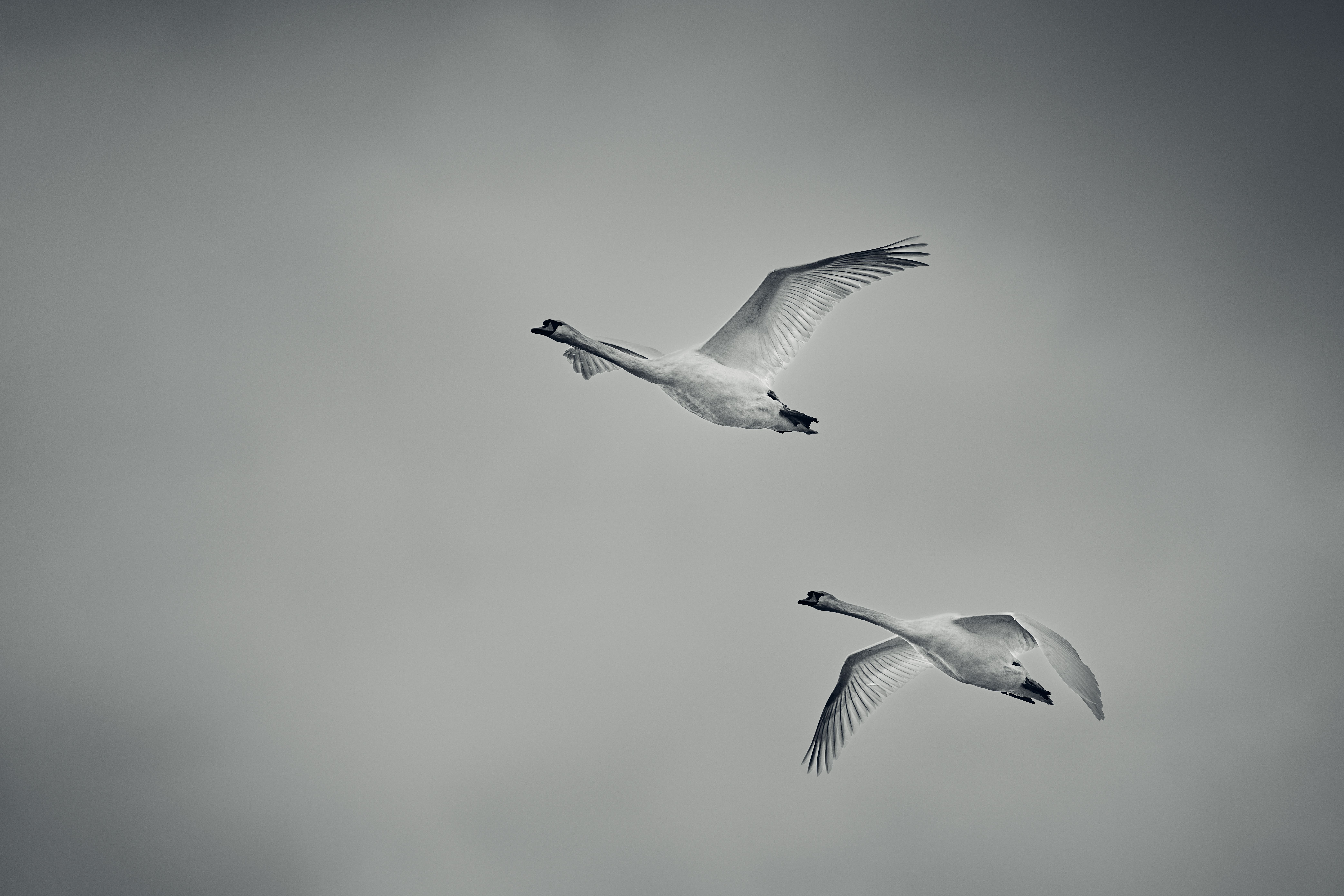 Graceful Flight of Swans in Overcast Sky · Free Stock Photo