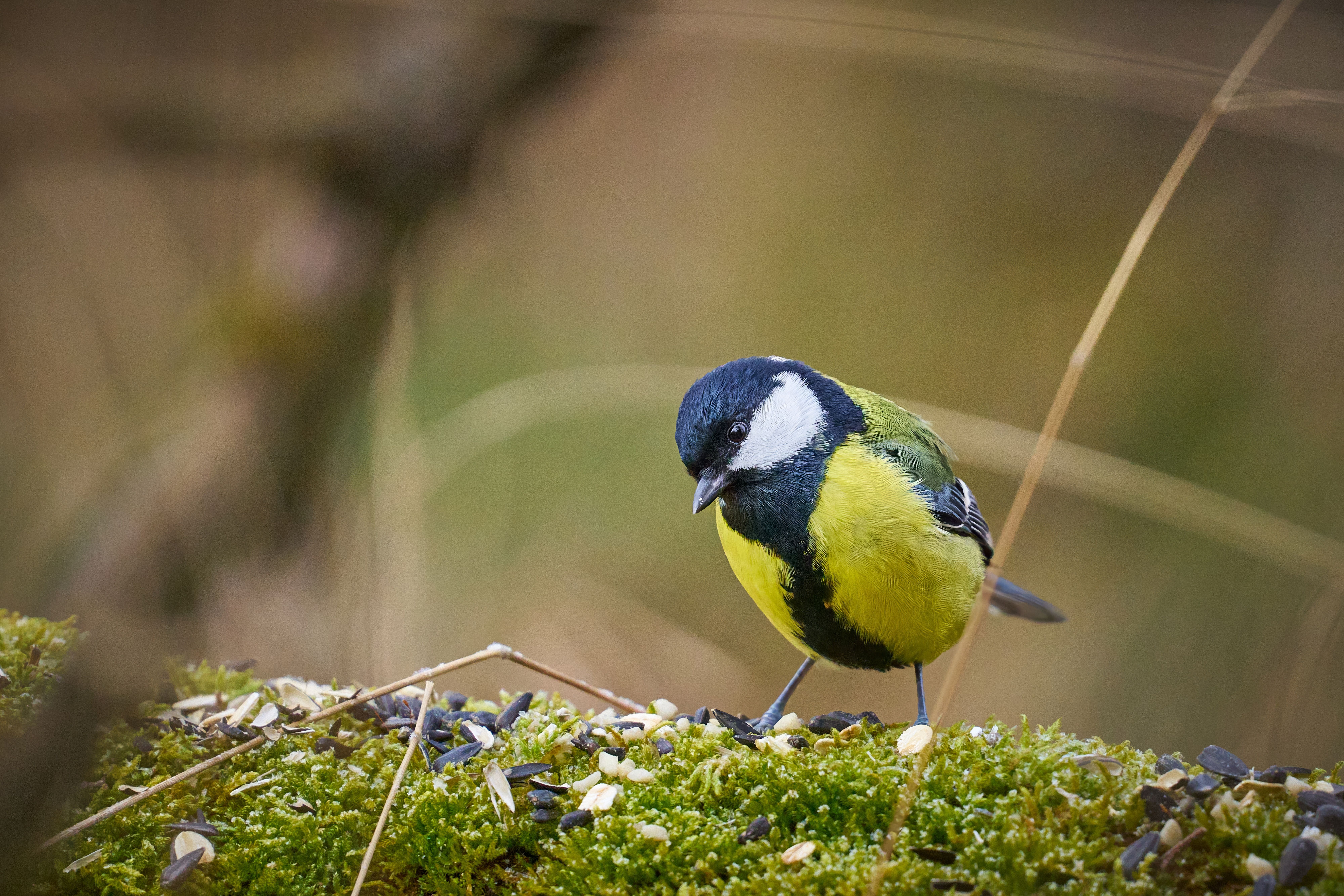 Close-Up of a Great Tit Bird on Mossy Surface · Free Stock Photo