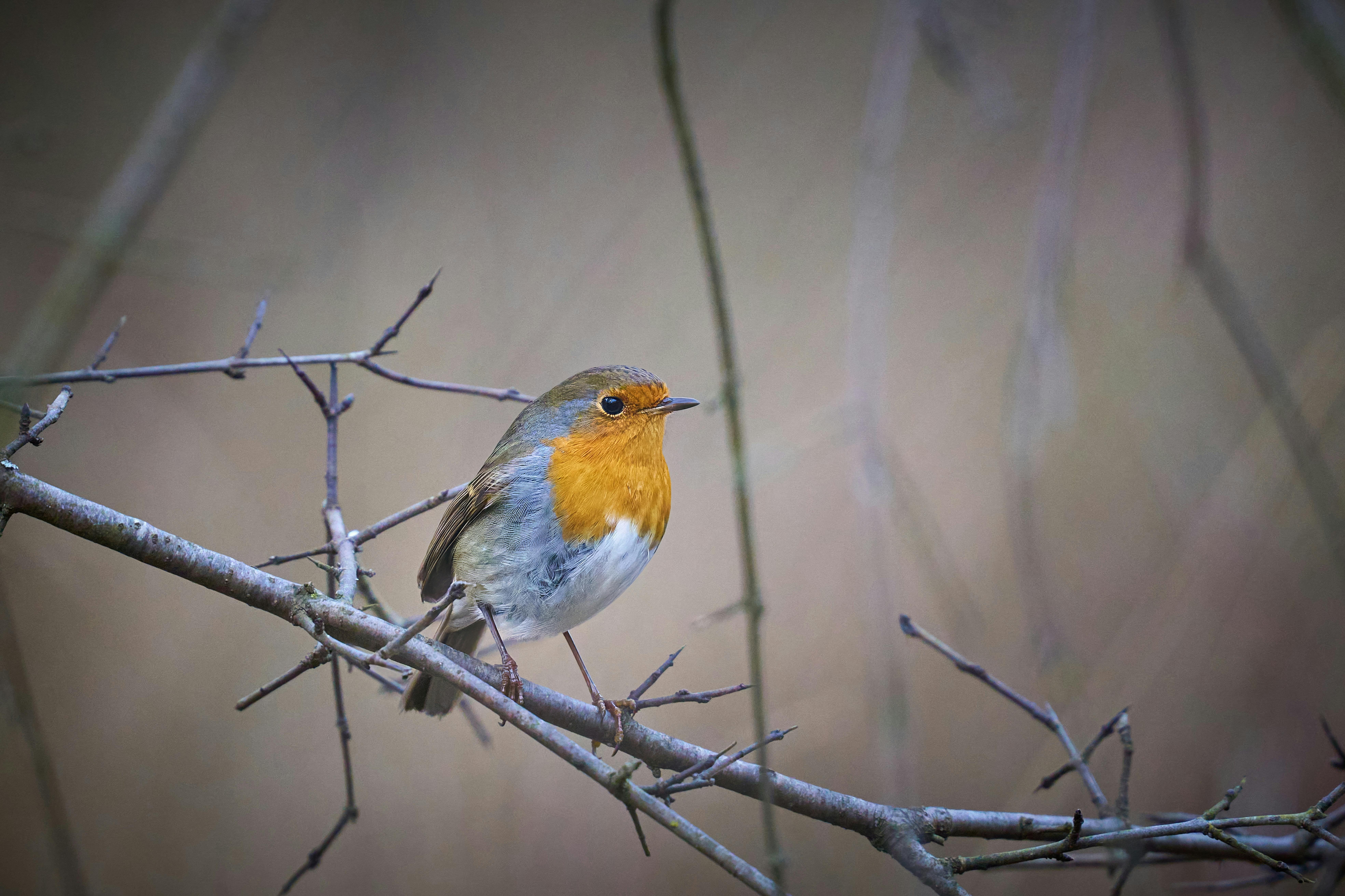 European Robin Perching on Bare Tree Branch · Free Stock Photo