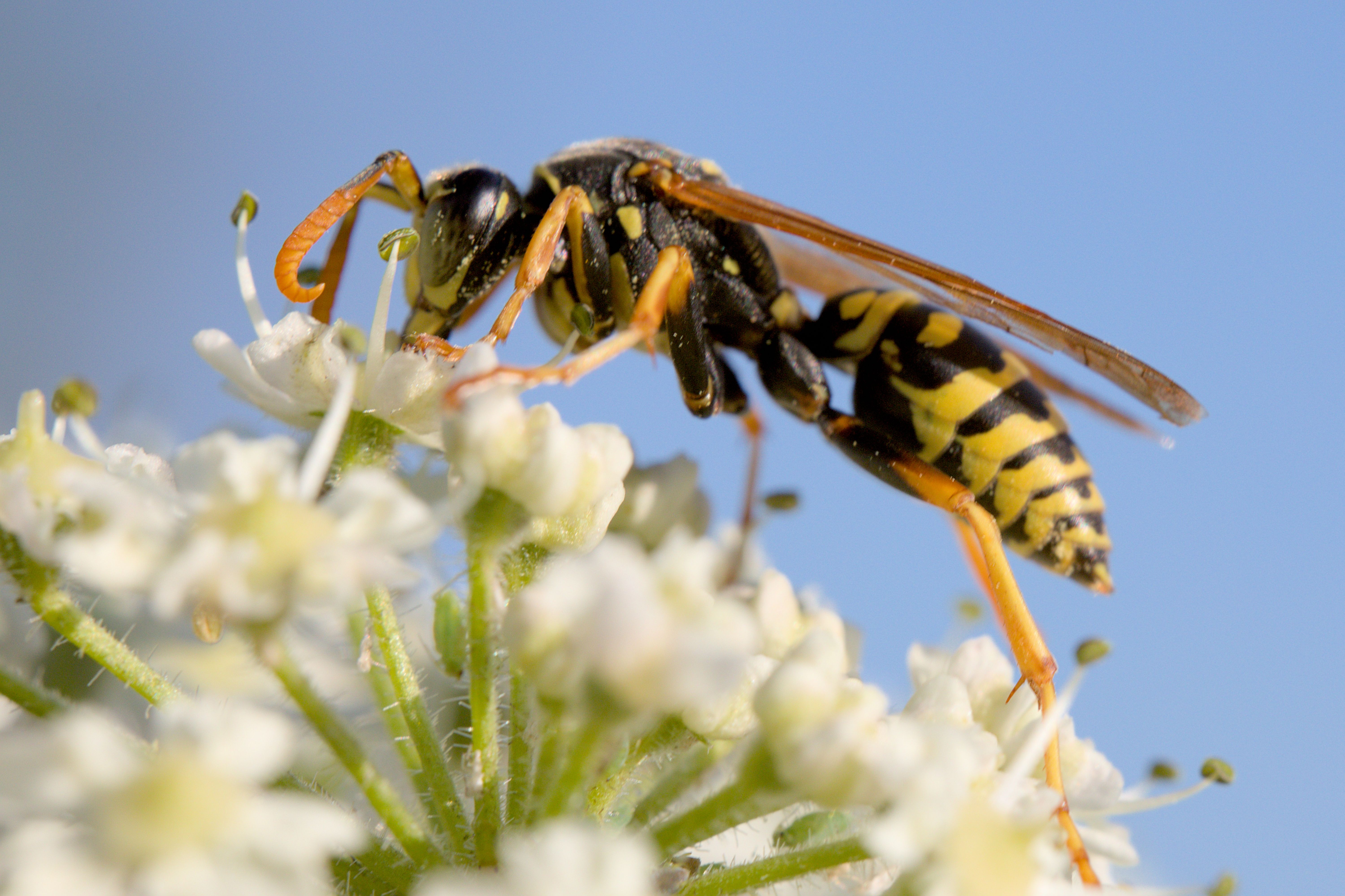 Close-up of a wasp on white flowers in daylight · Free Stock Photo