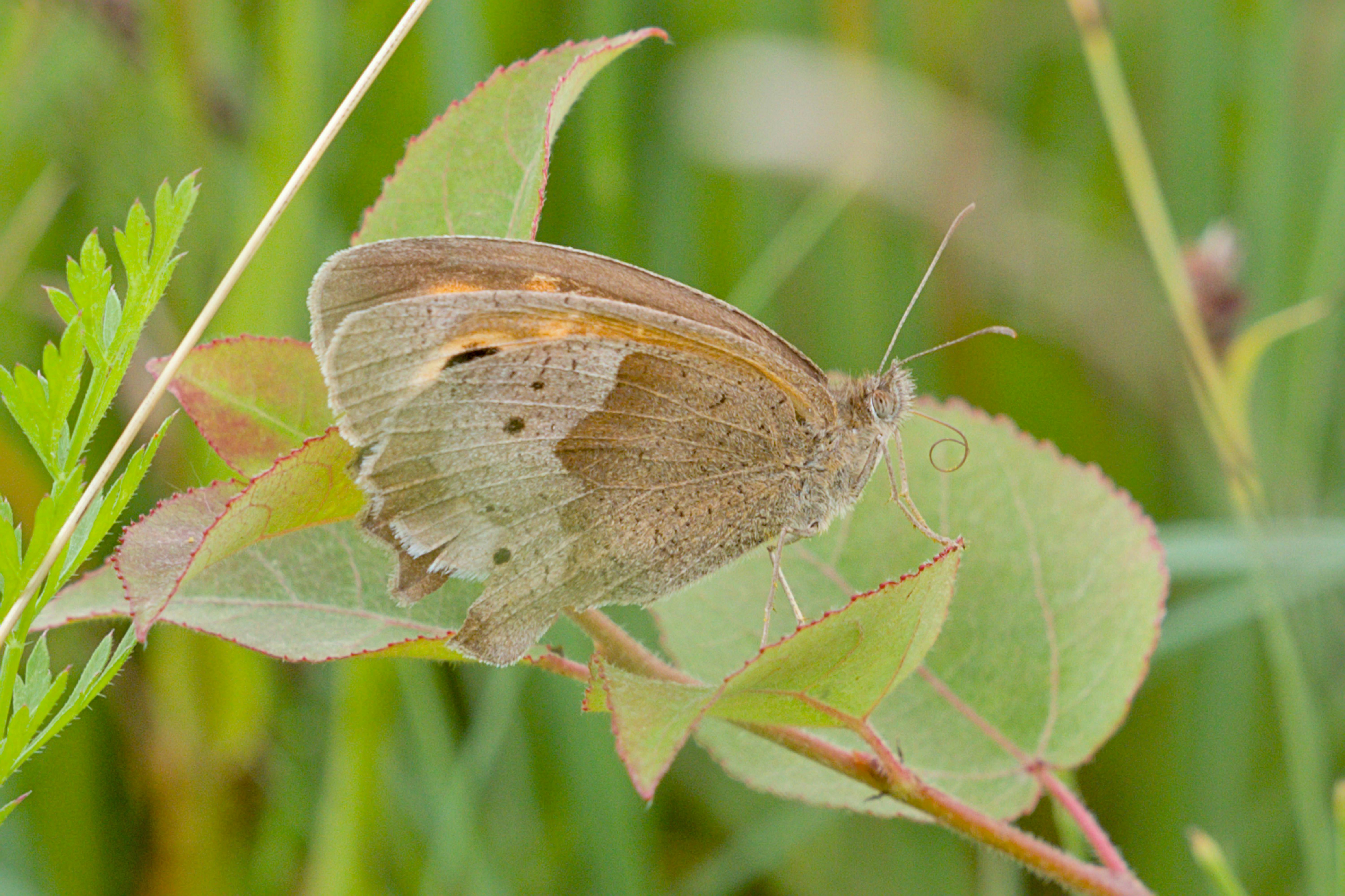 Botany Photography Photos, Download The BEST Free Botany Photography ...