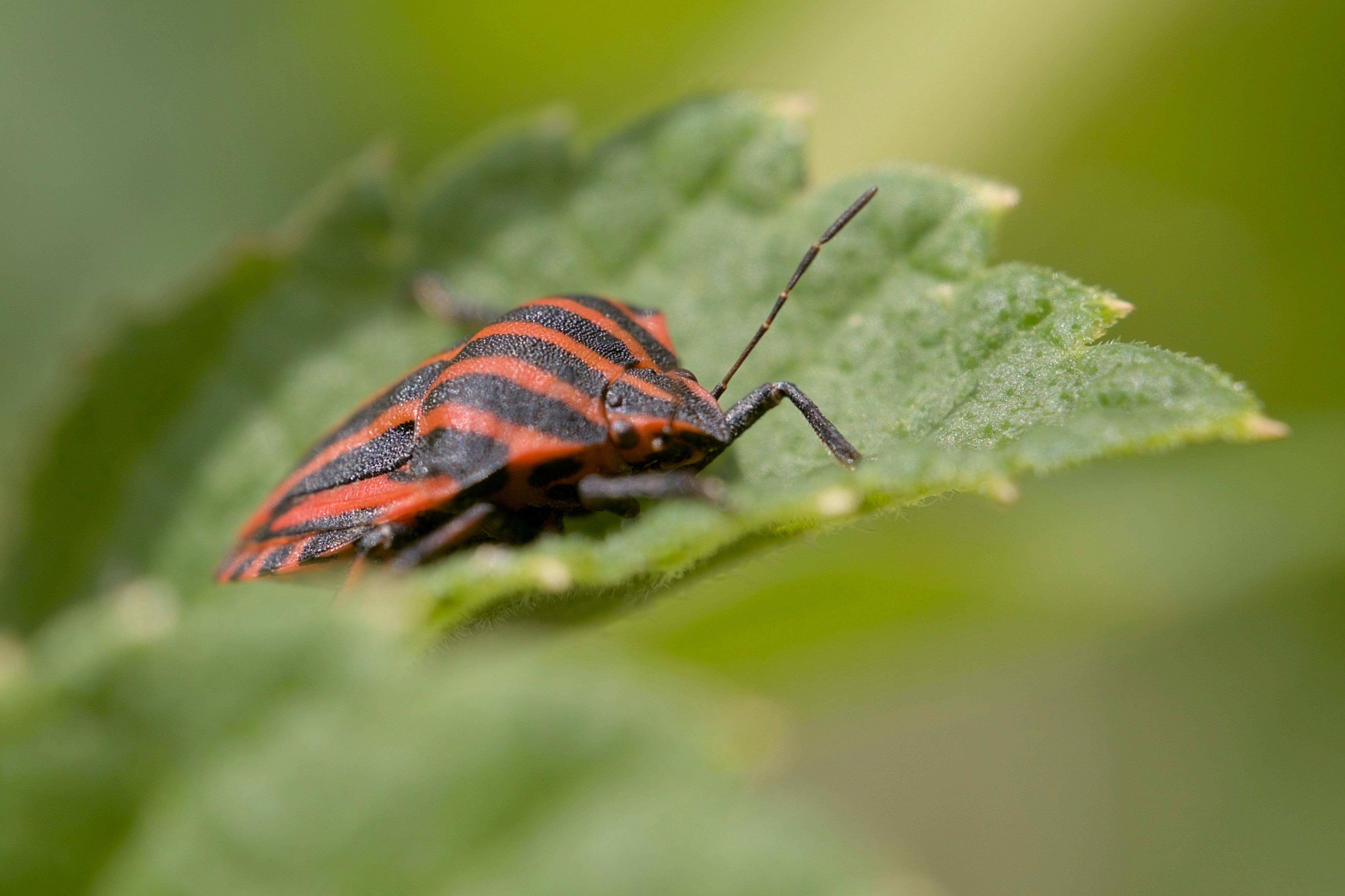 Close-up of a Striped Shield Bug on Leaf · Free Stock Photo