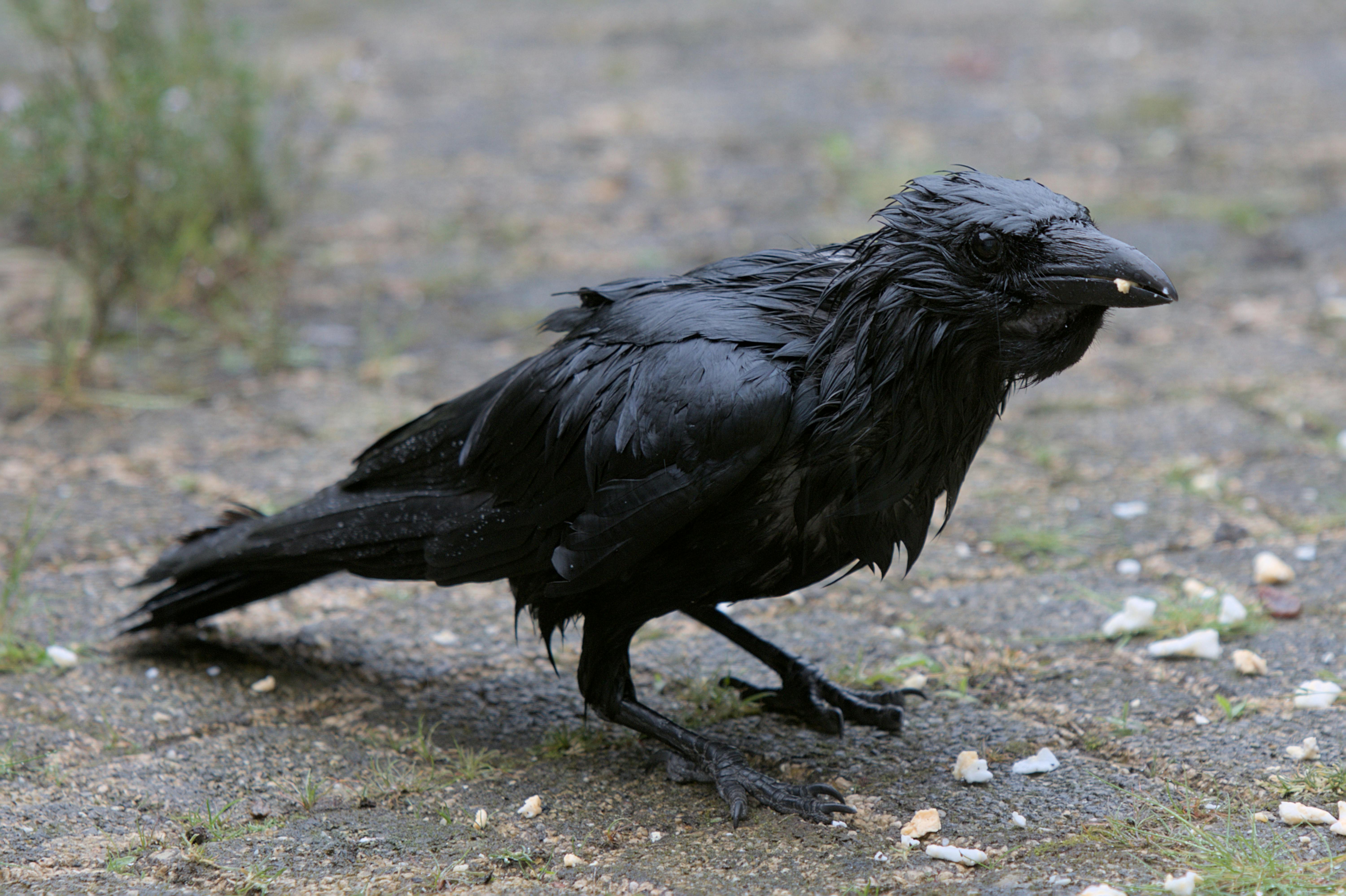 Wet Black Crow Standing on Pavement · Free Stock Photo