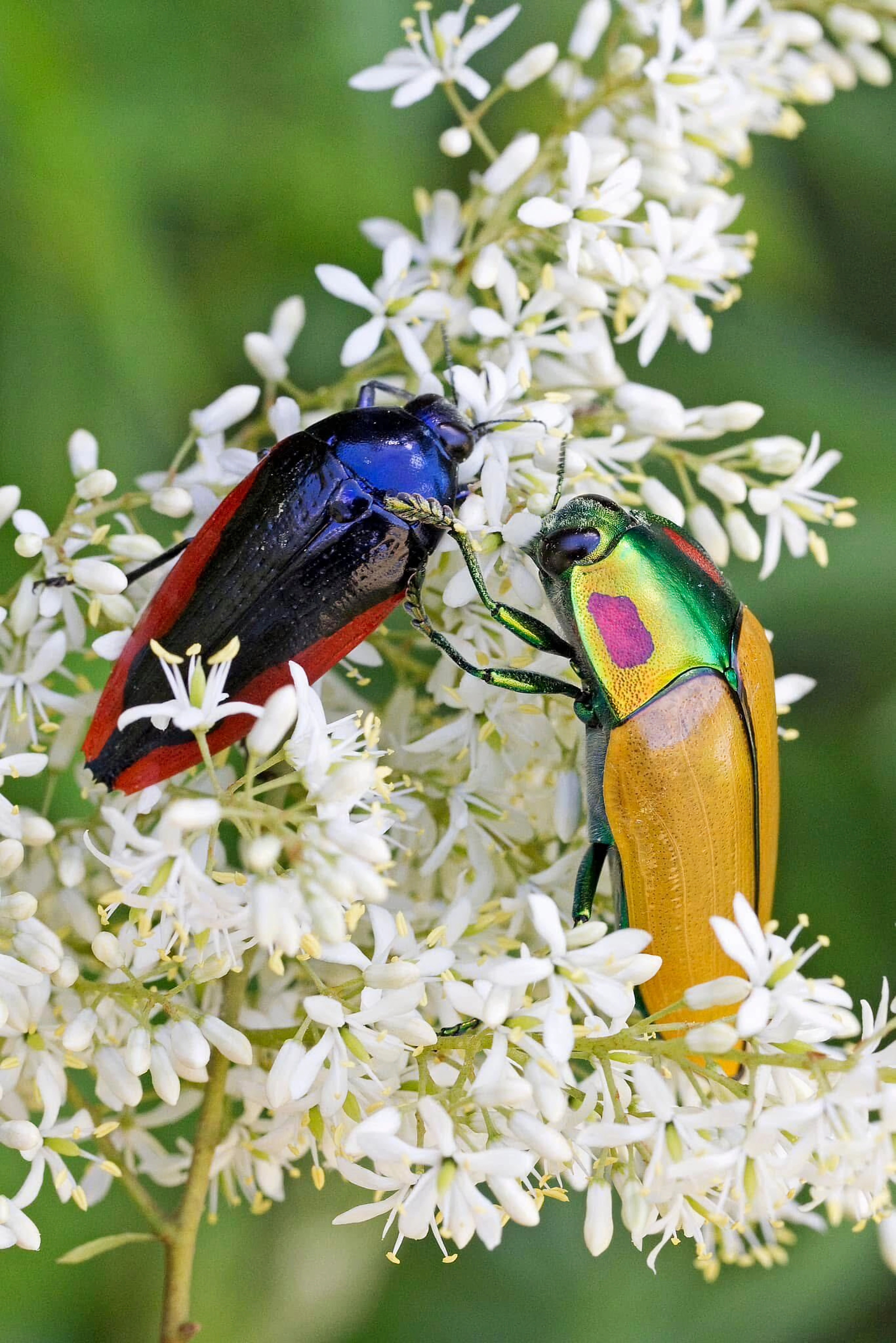 Beetles Photos, Download The BEST Free Beetles Stock Photos & HD Images