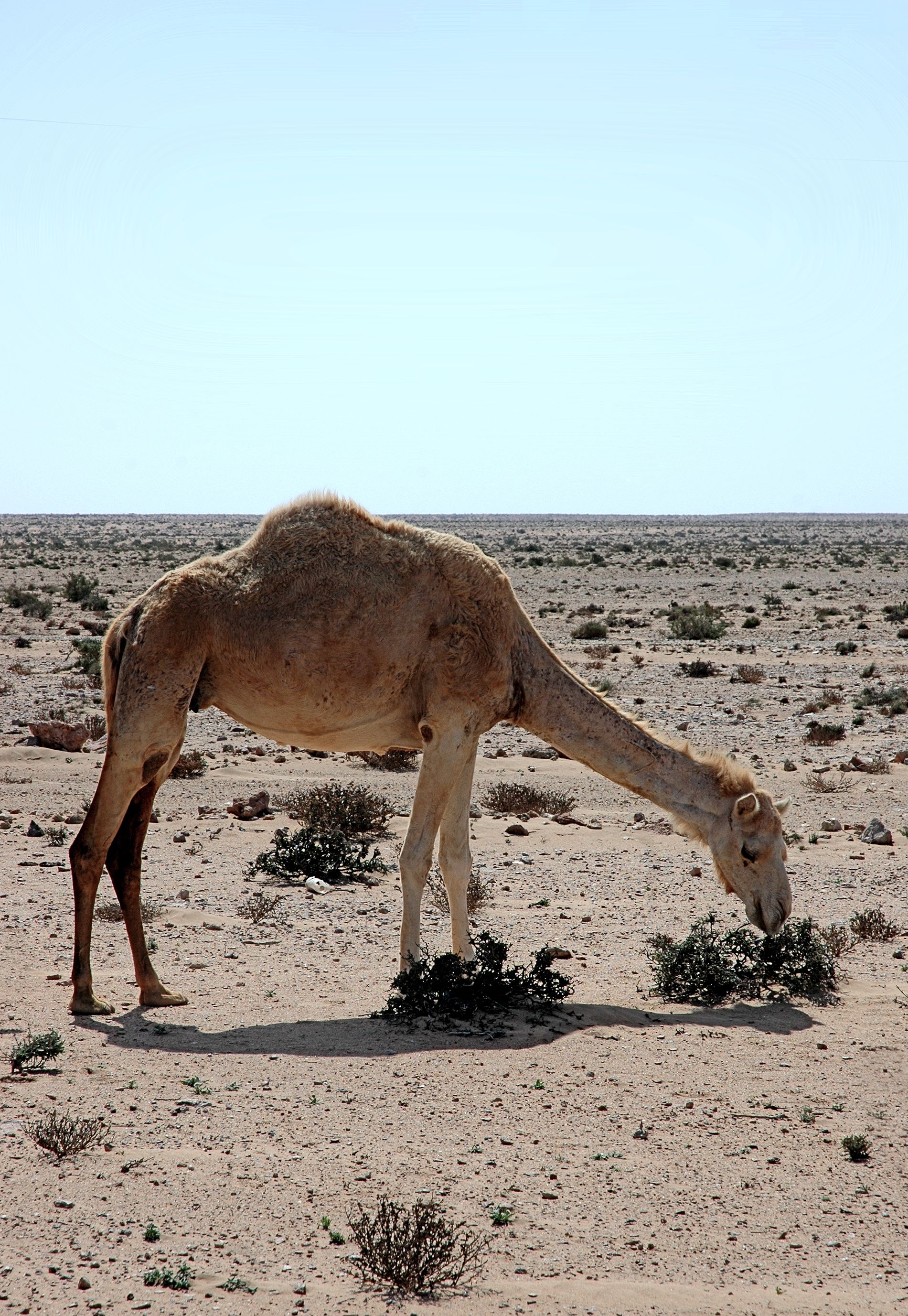 Camel Grazing in Tan-Tan Desert Landscape · Free Stock Photo