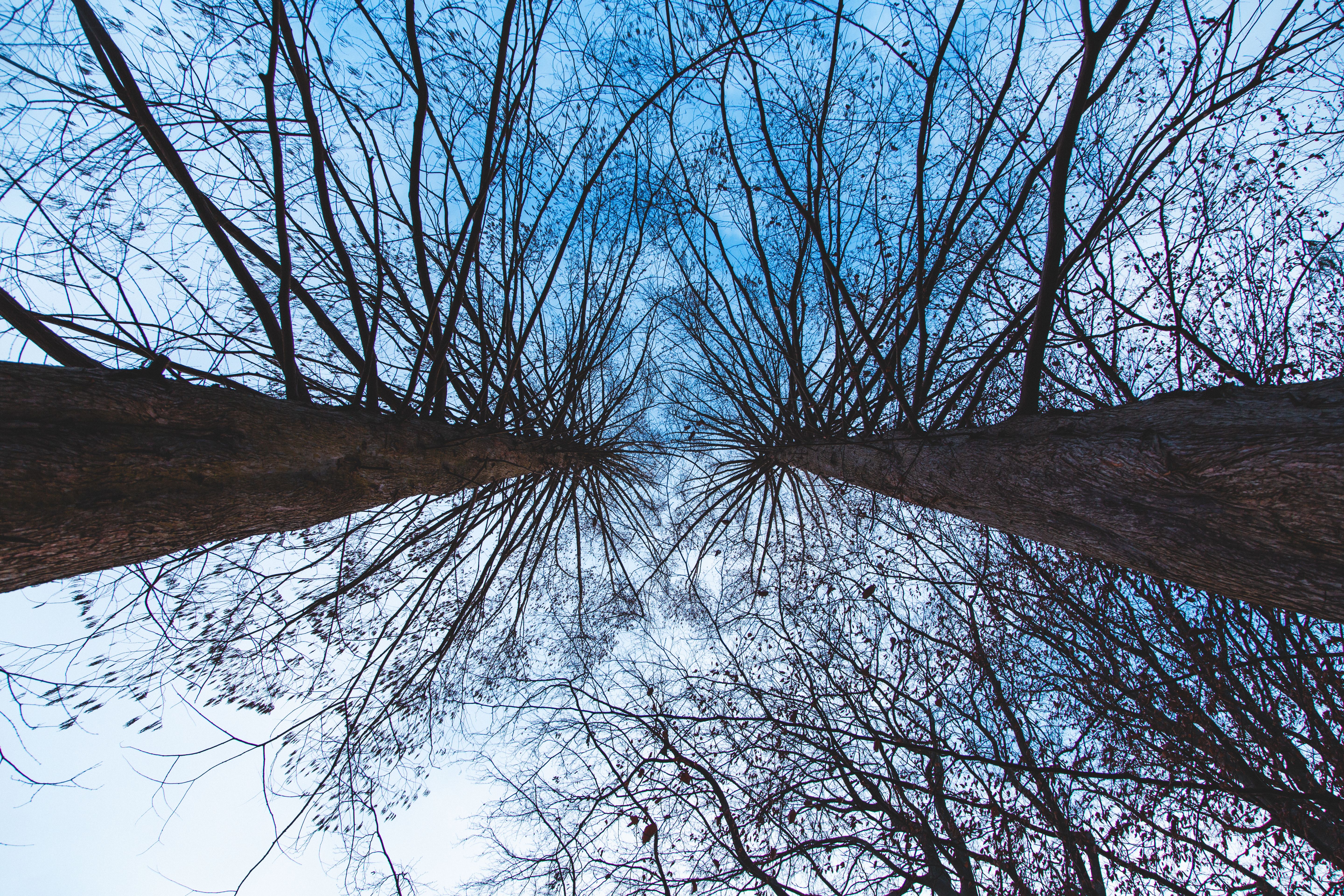 Dramatic Upward View of Bare Winter Trees · Free Stock Photo