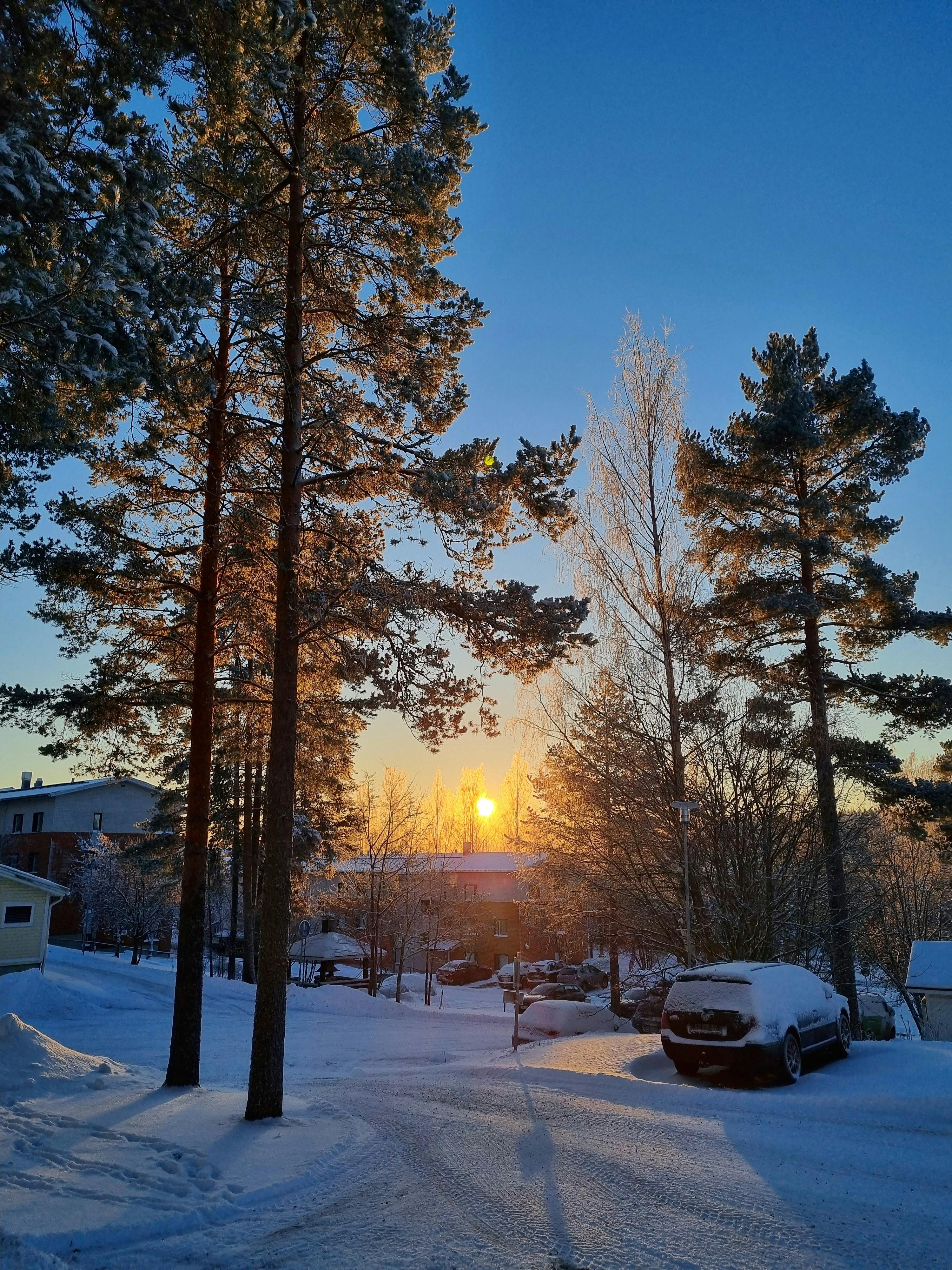 Snowy Winter Sunrise with Pine Trees · Free Stock Photo