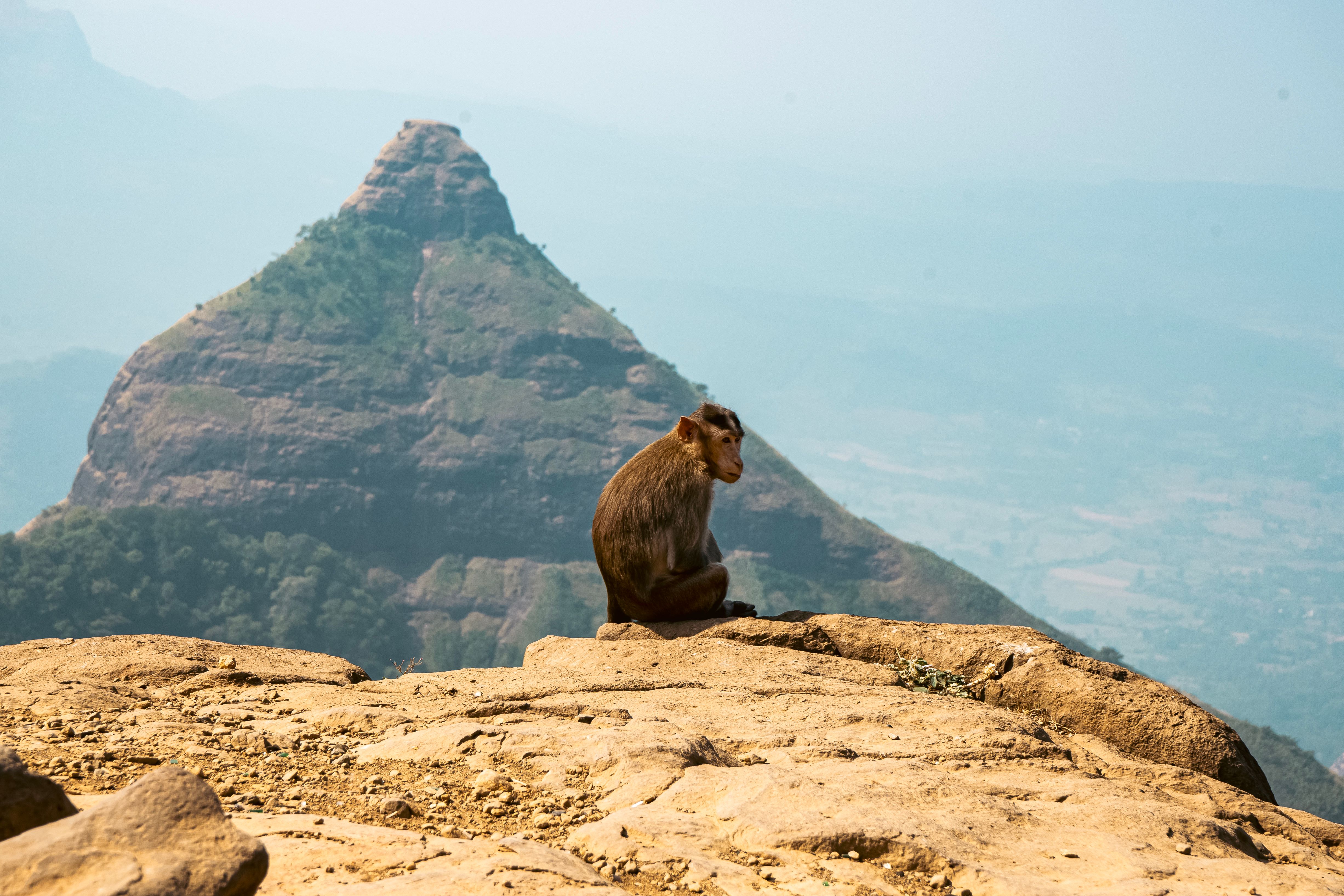 Monkey Sitting on Rocky Cliff with Mountain View · Free Stock Photo