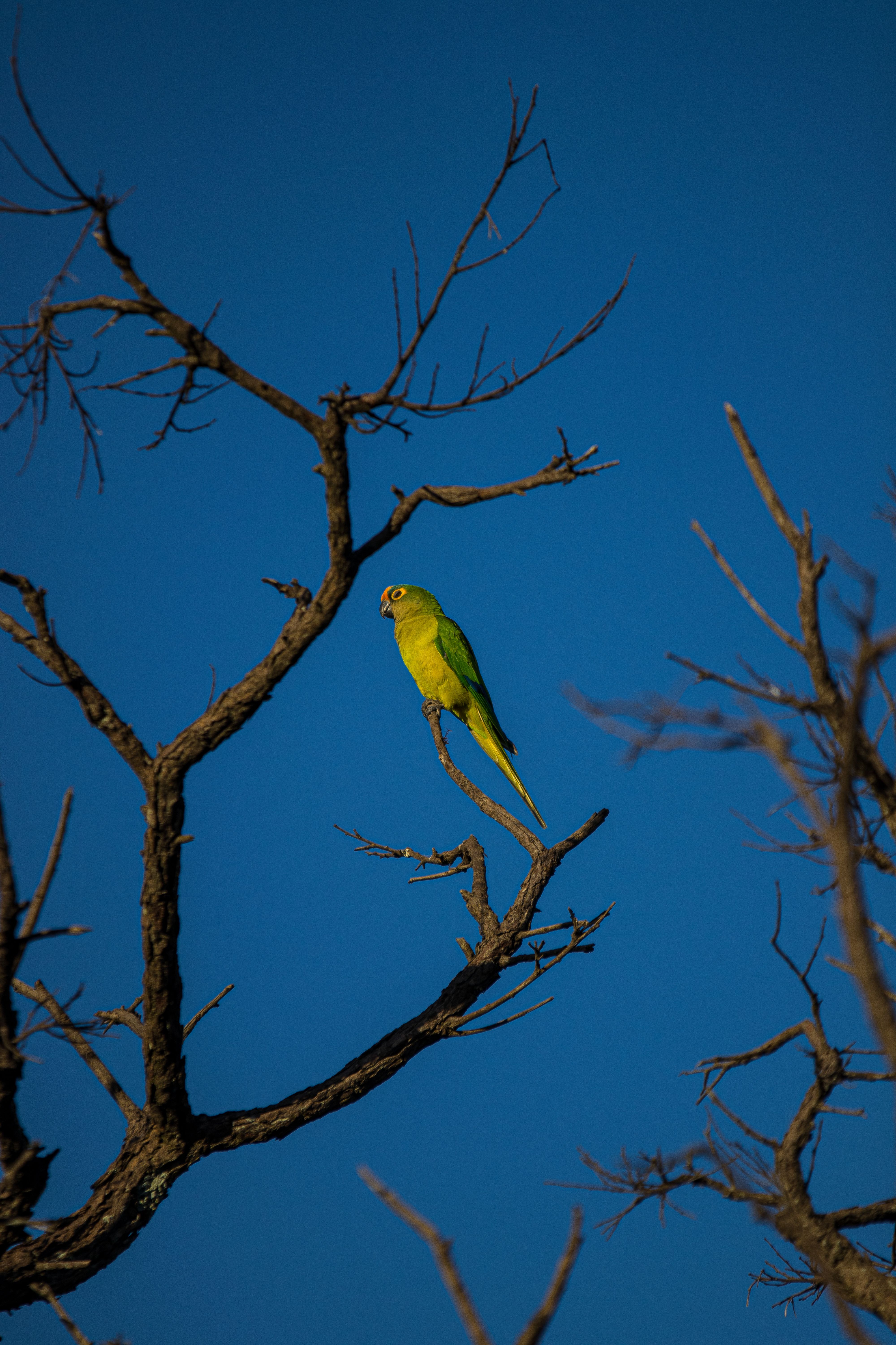 Vibrant Parakeet on a Leafless Tree Branch · Free Stock Photo