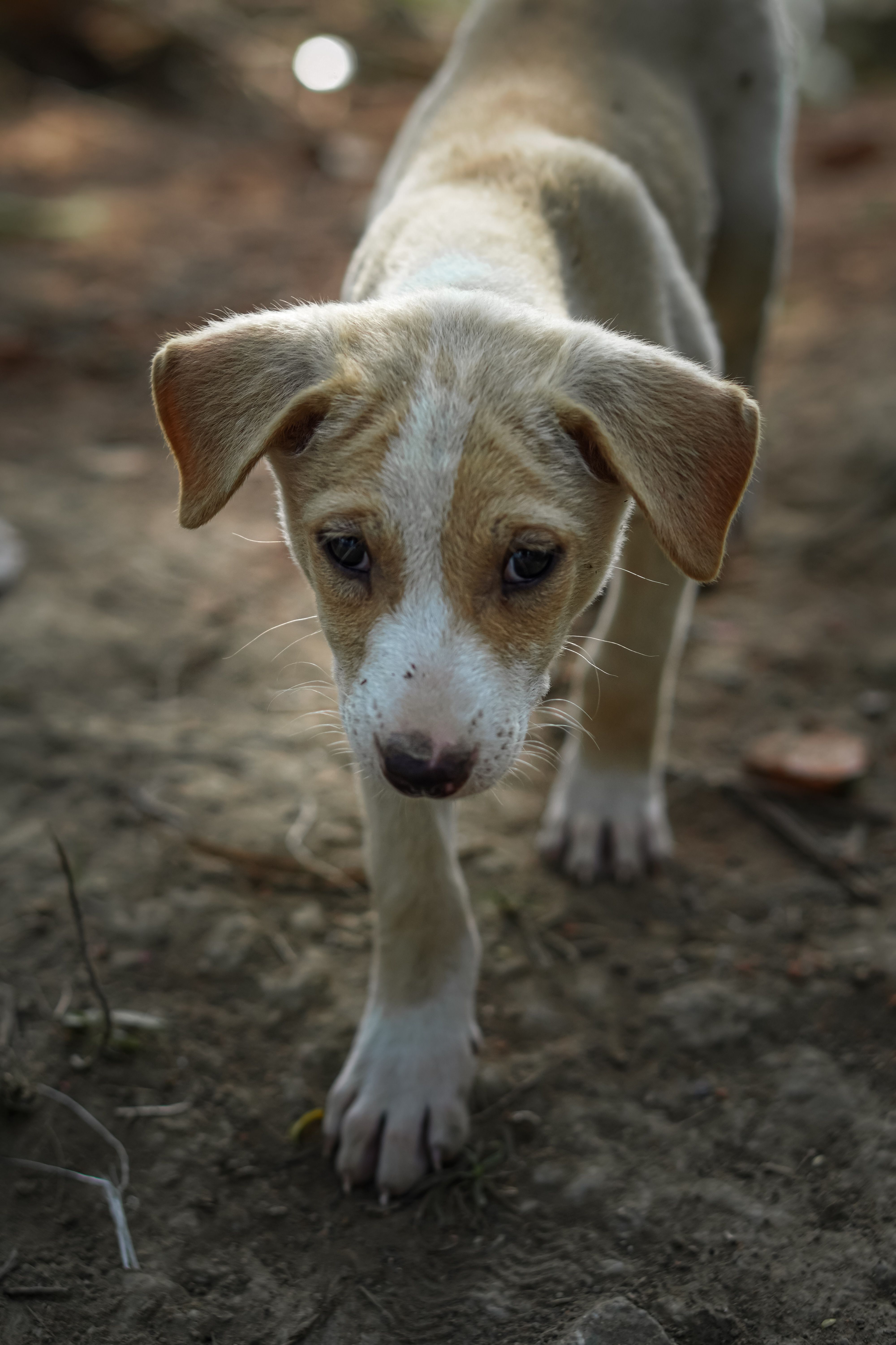 Cute Puppy Walking on Dirt Path Outdoors · Free Stock Photo