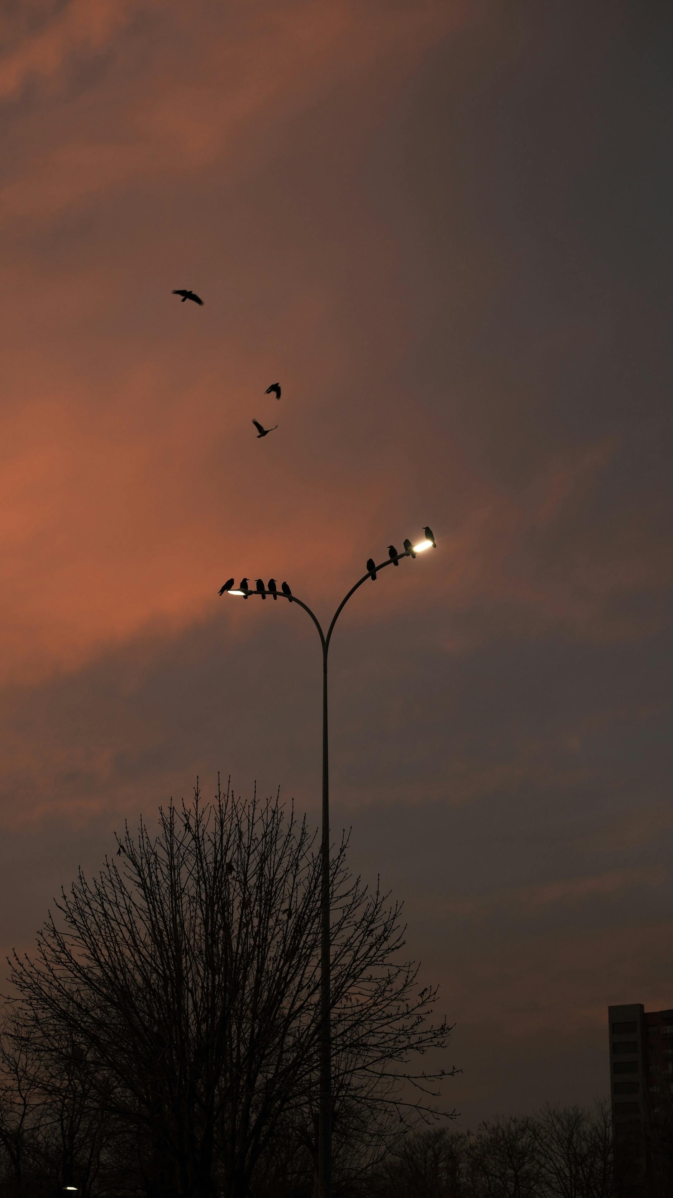 Crows Perched on Light Post at Sunset · Free Stock Photo