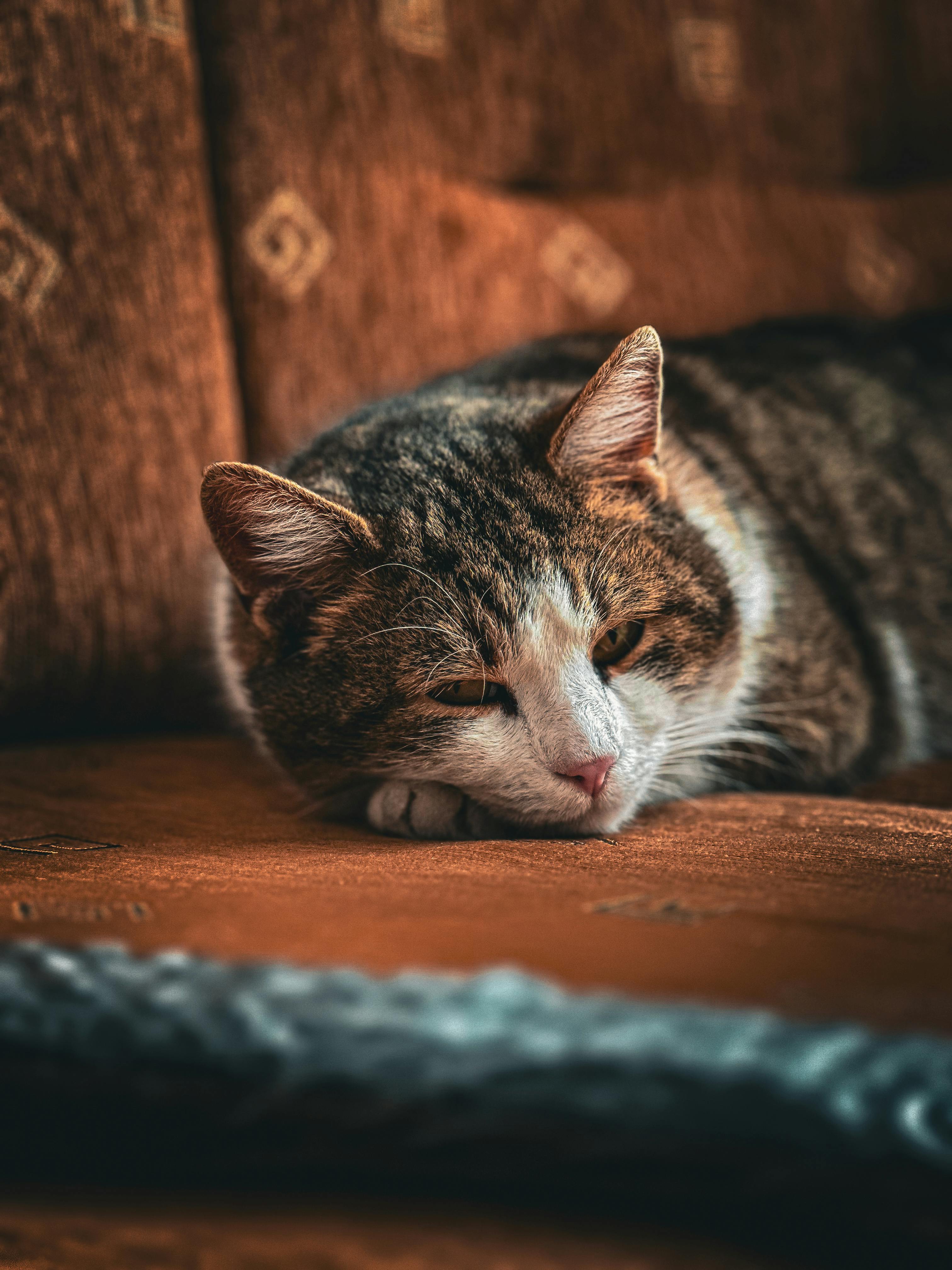 Very Sleepy M,An Photos, Download The BEST Free Very Sleepy M,An Stock ...