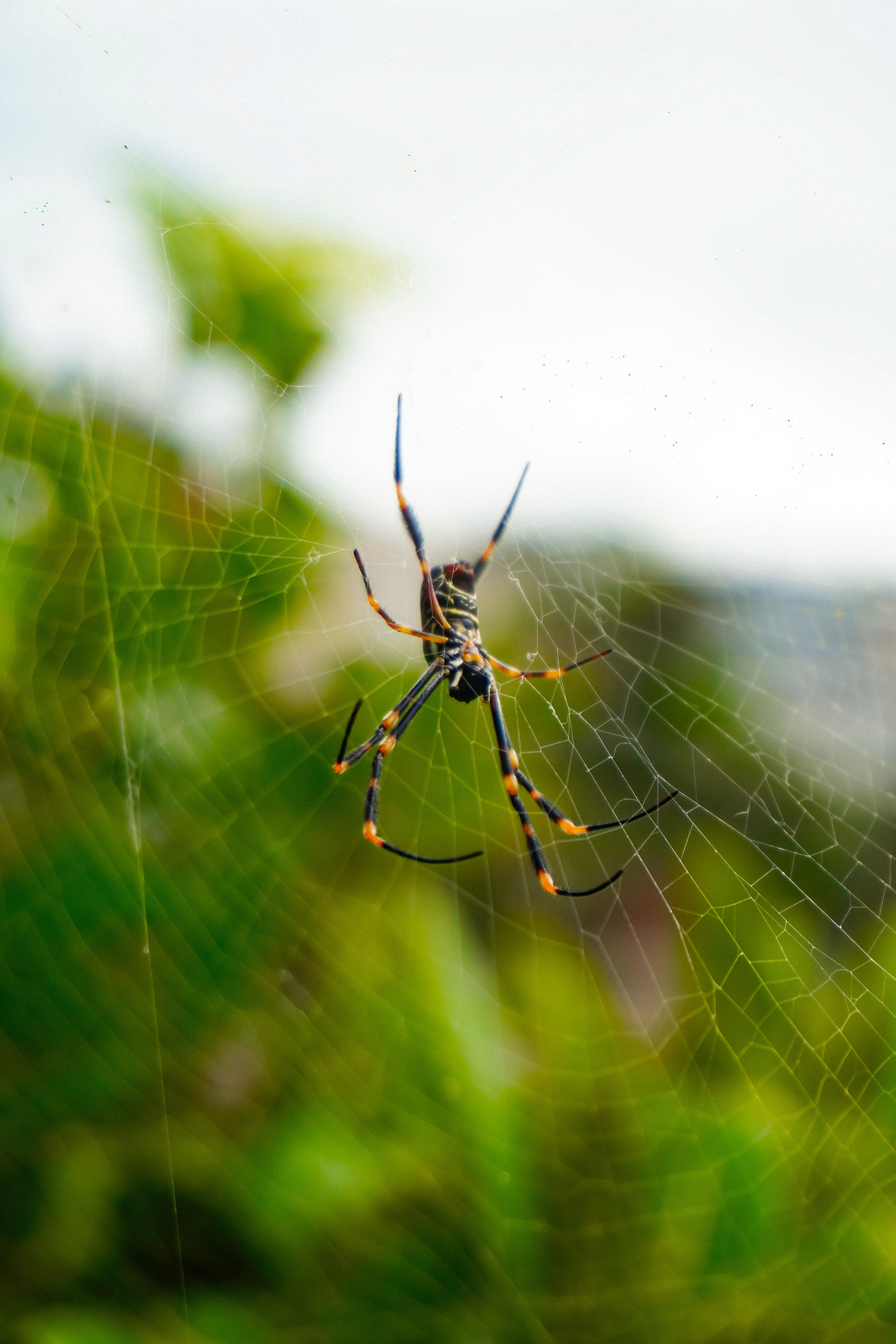 Close-up of Spider on Web in Natural Habitat · Free Stock Photo