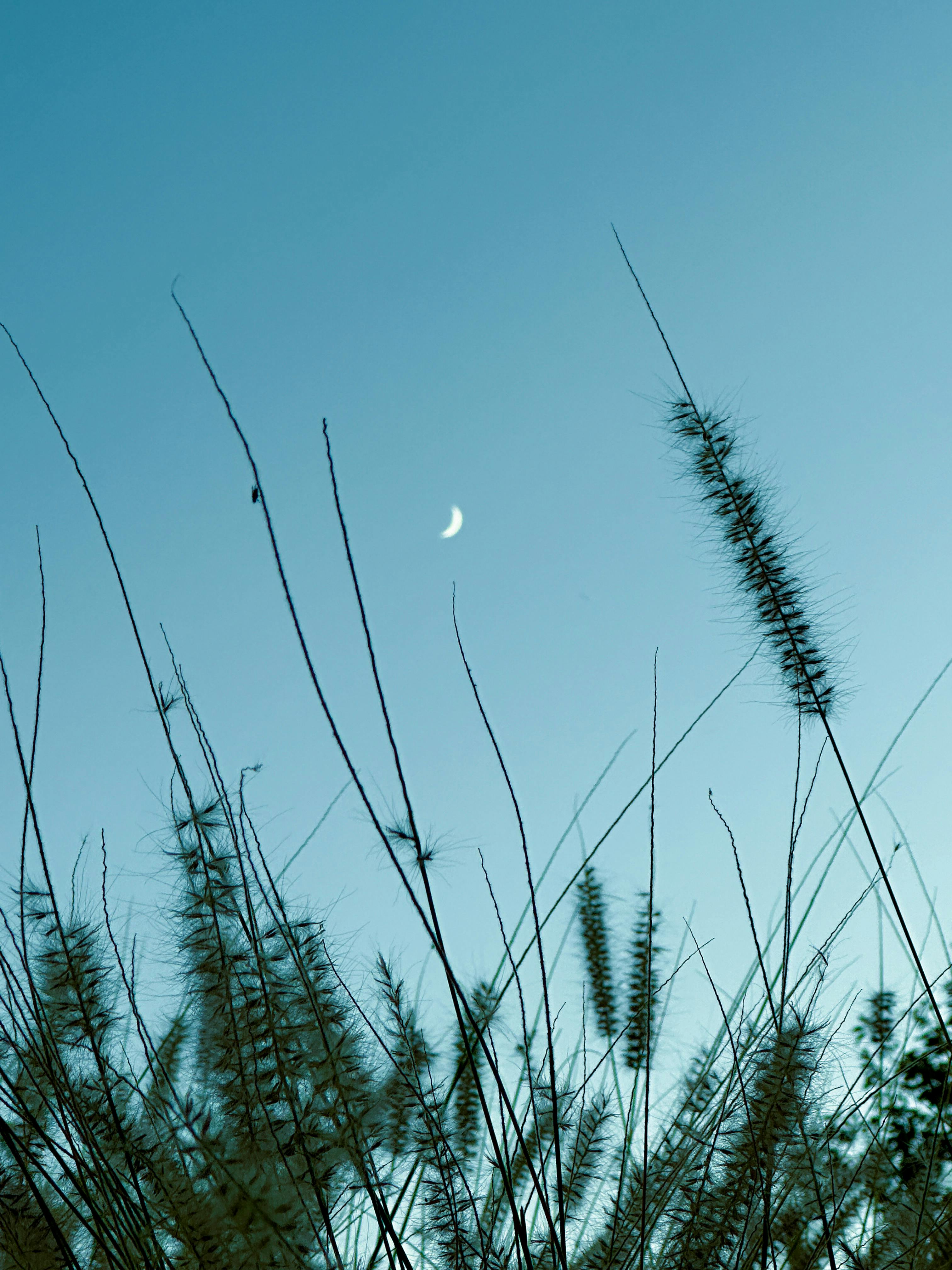 Serene Crescent Moon Above Grasses at Dusk · Free Stock Photo