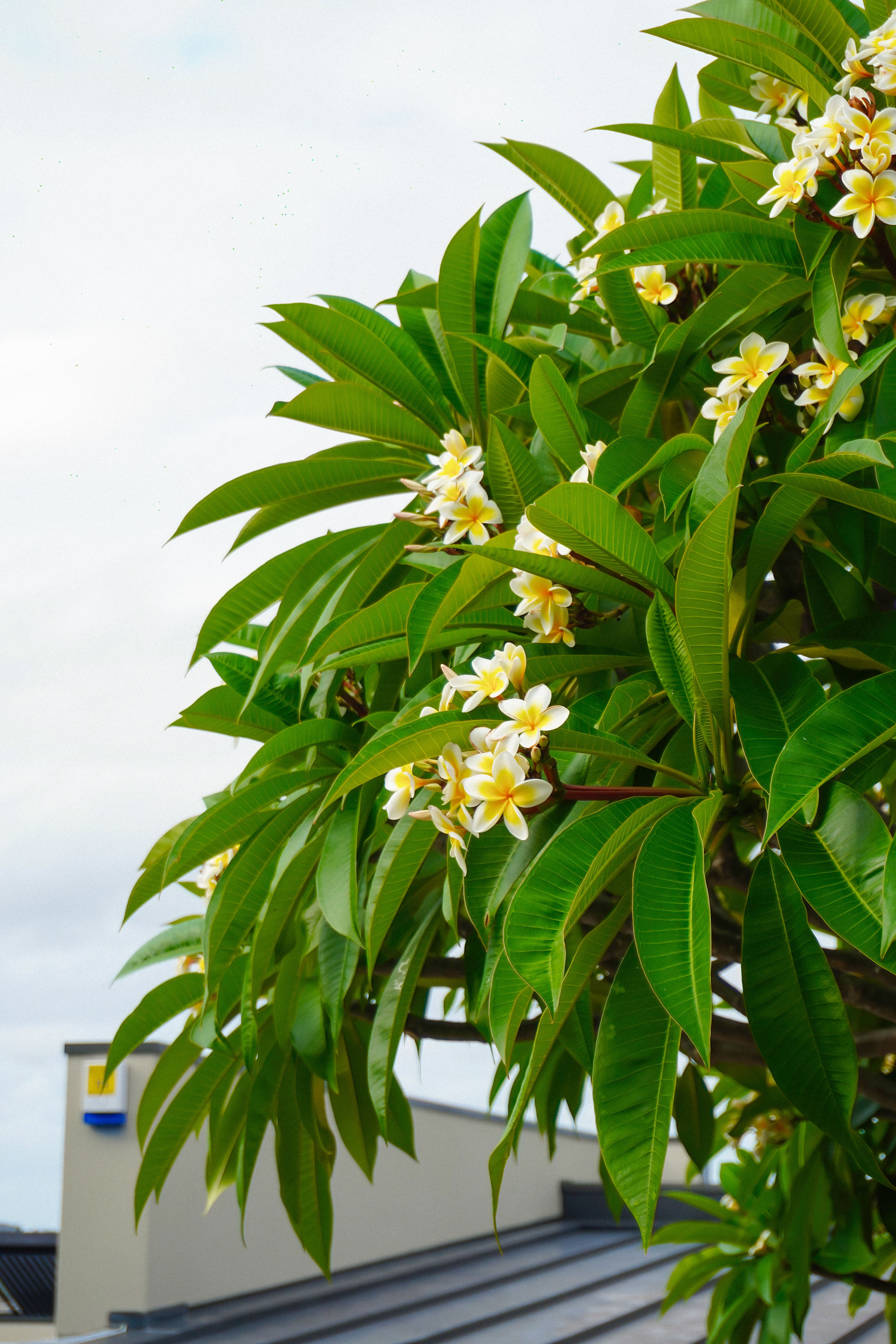 Blooming Frangipani Tree in Urban Setting · Free Stock Photo