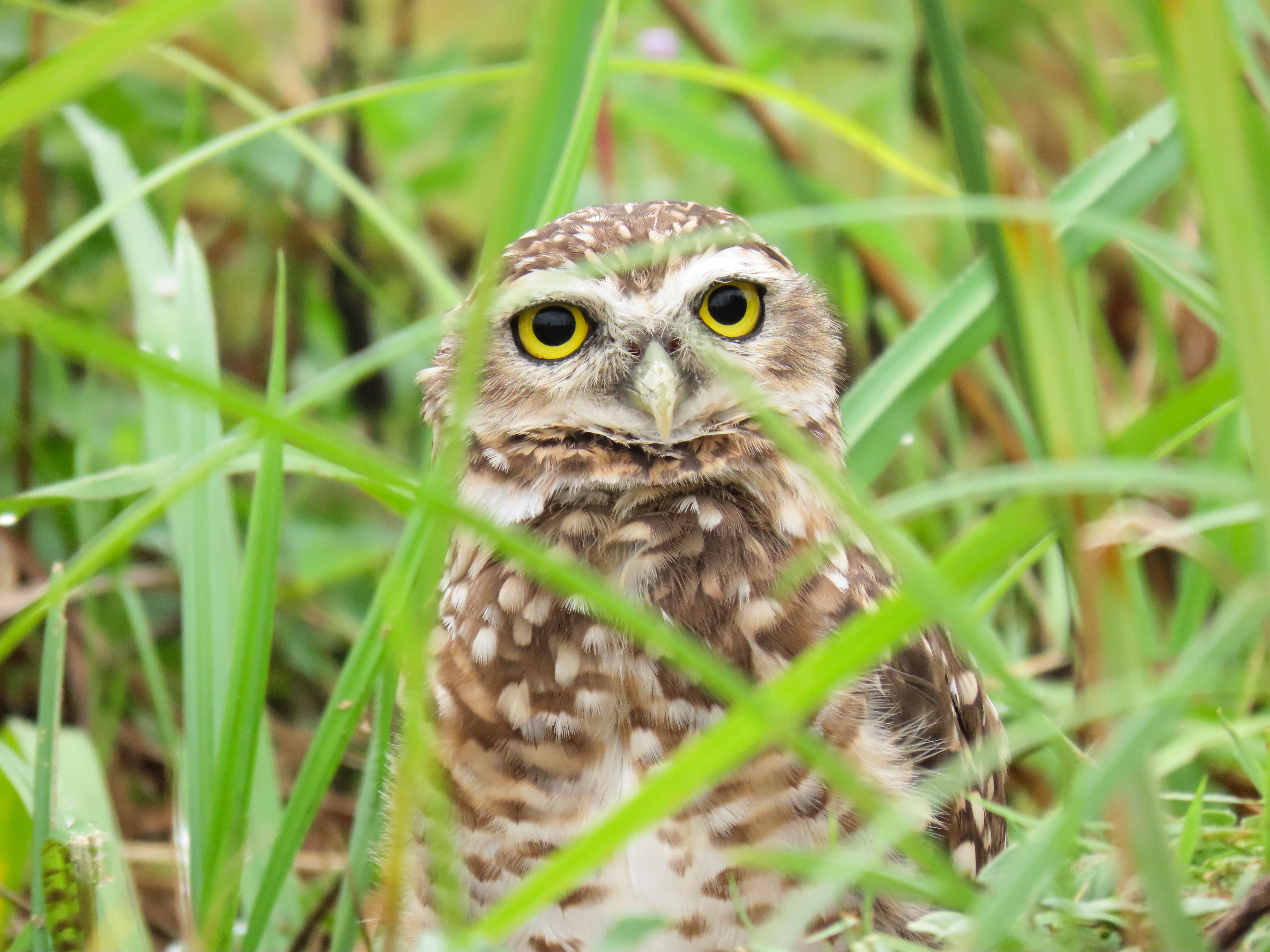 Burrowing Owl in Florianópolis Grass · Free Stock Photo