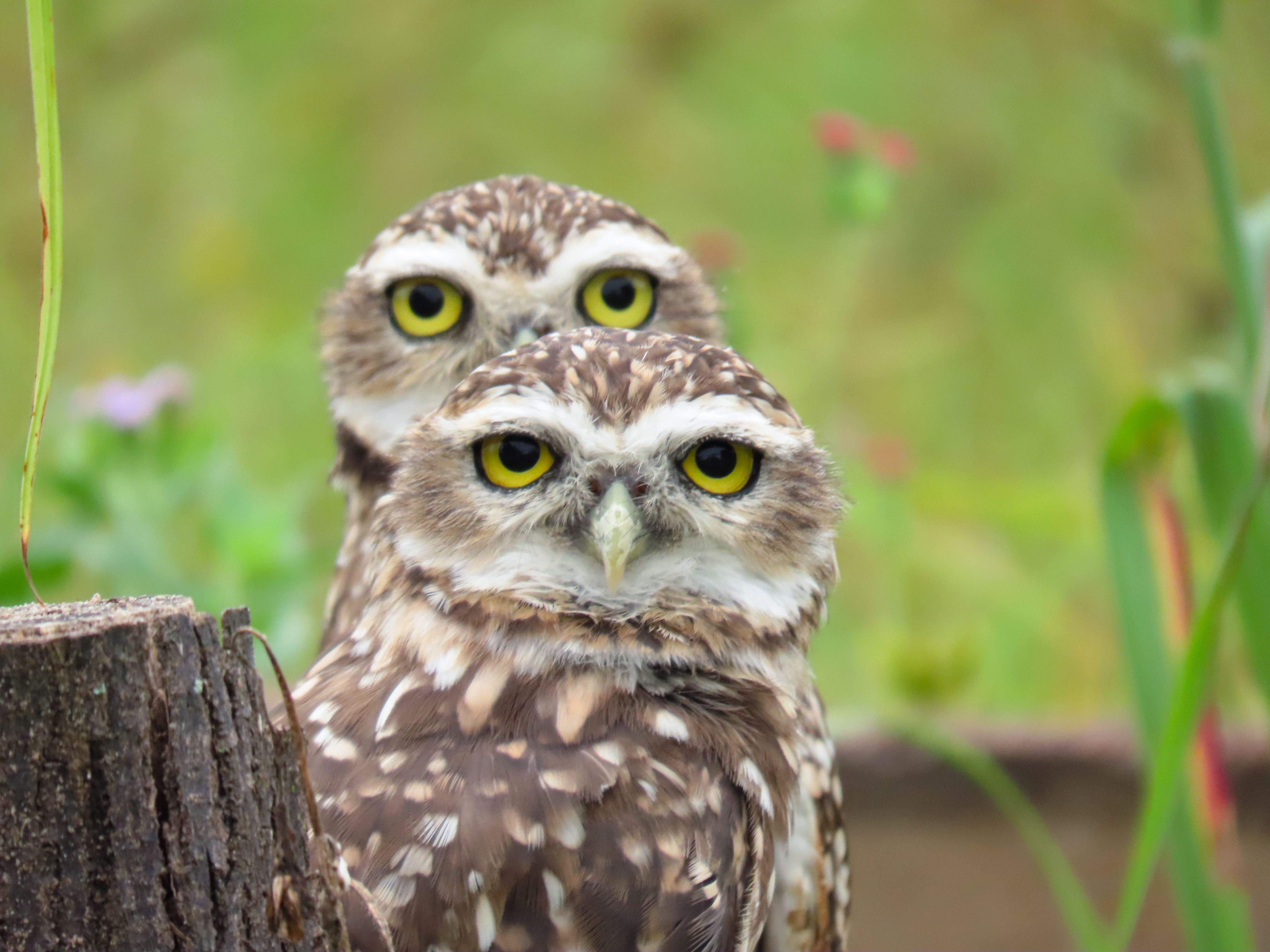Captivating Pair of Burrowing Owls in Brazil · Free Stock Photo