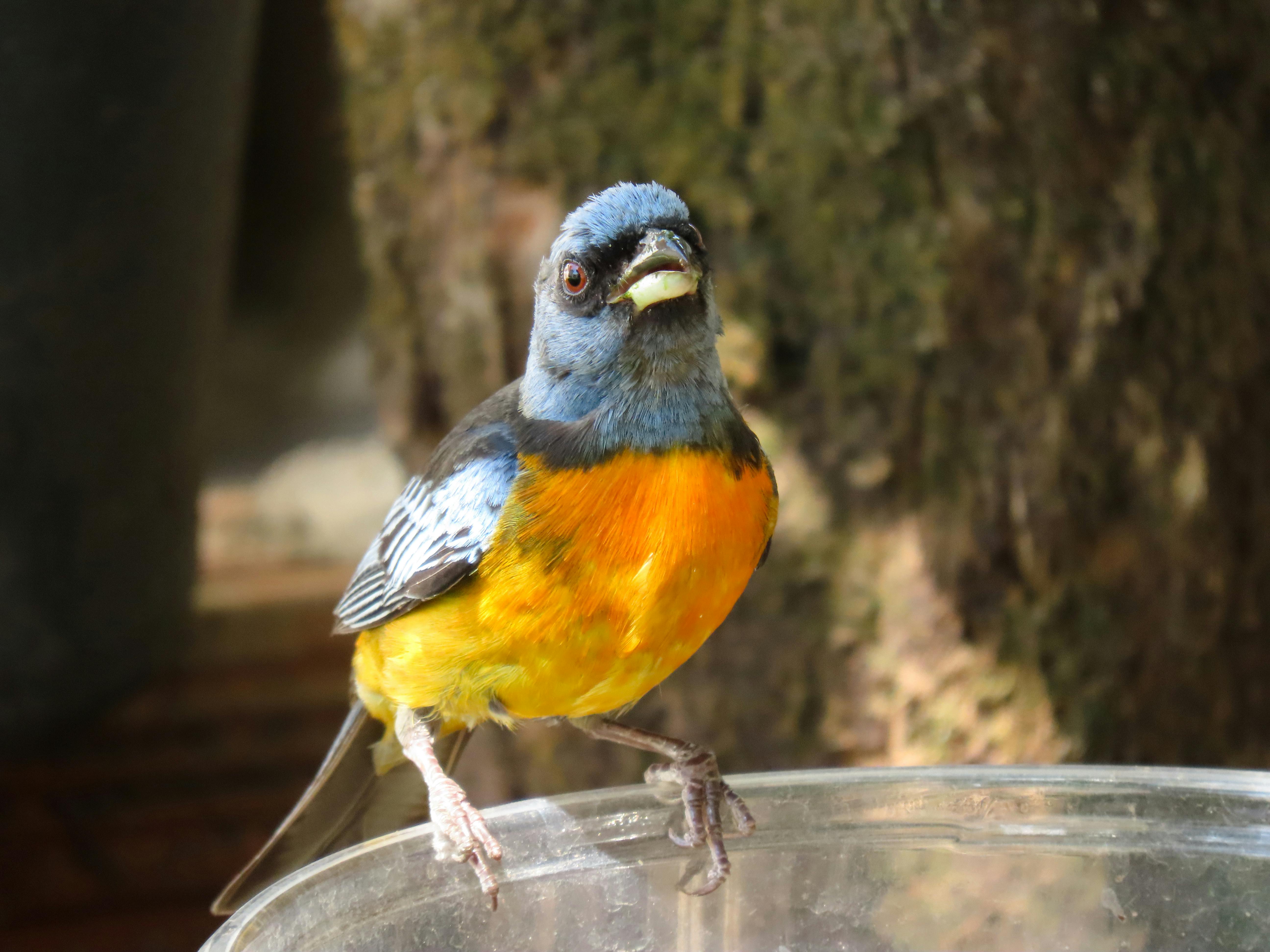 Tangara Brasileña Colorida En Santa María · Foto de stock gratuita