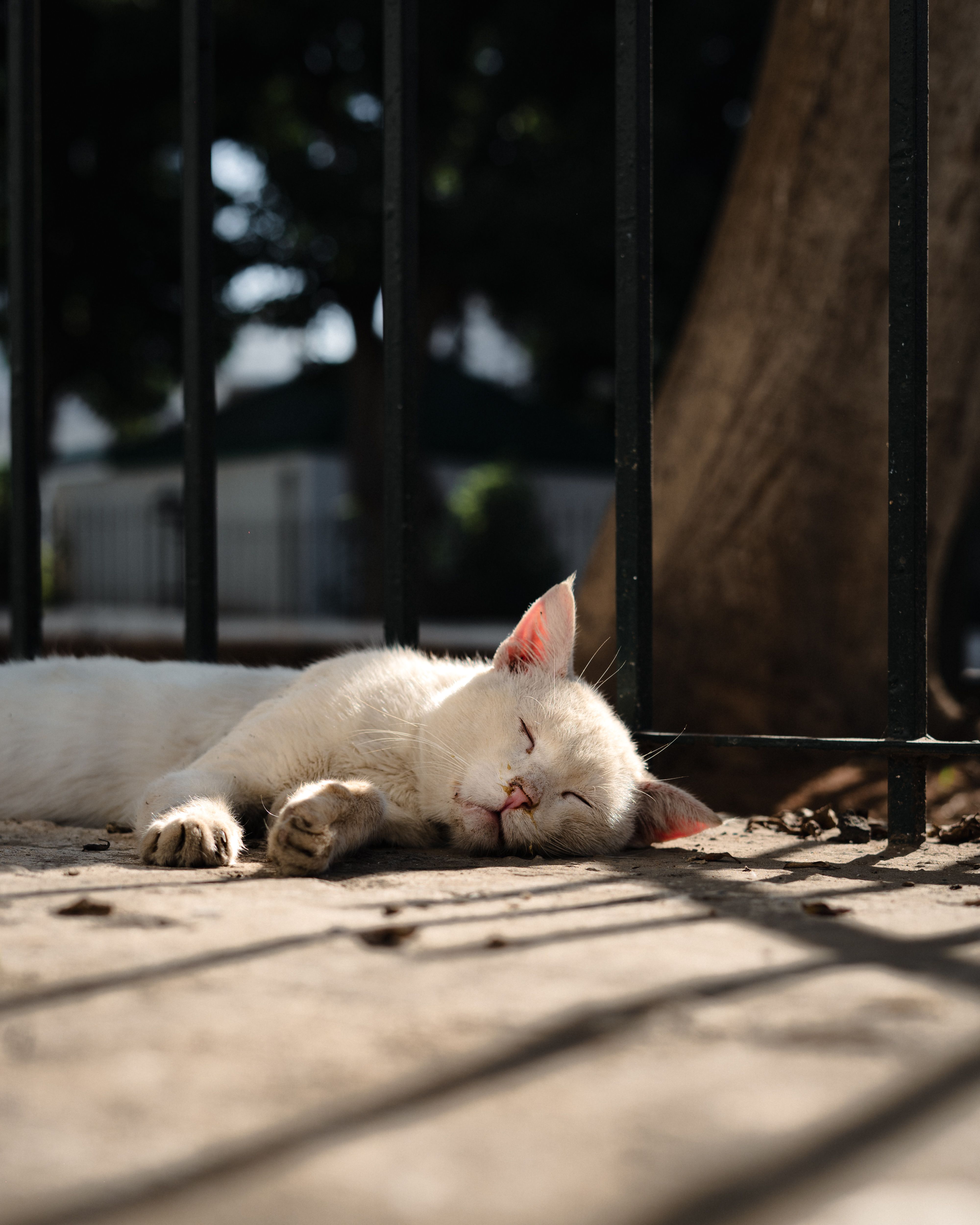 Peaceful White Cat Sleeping Outdoors in Sunlight · Free Stock Photo