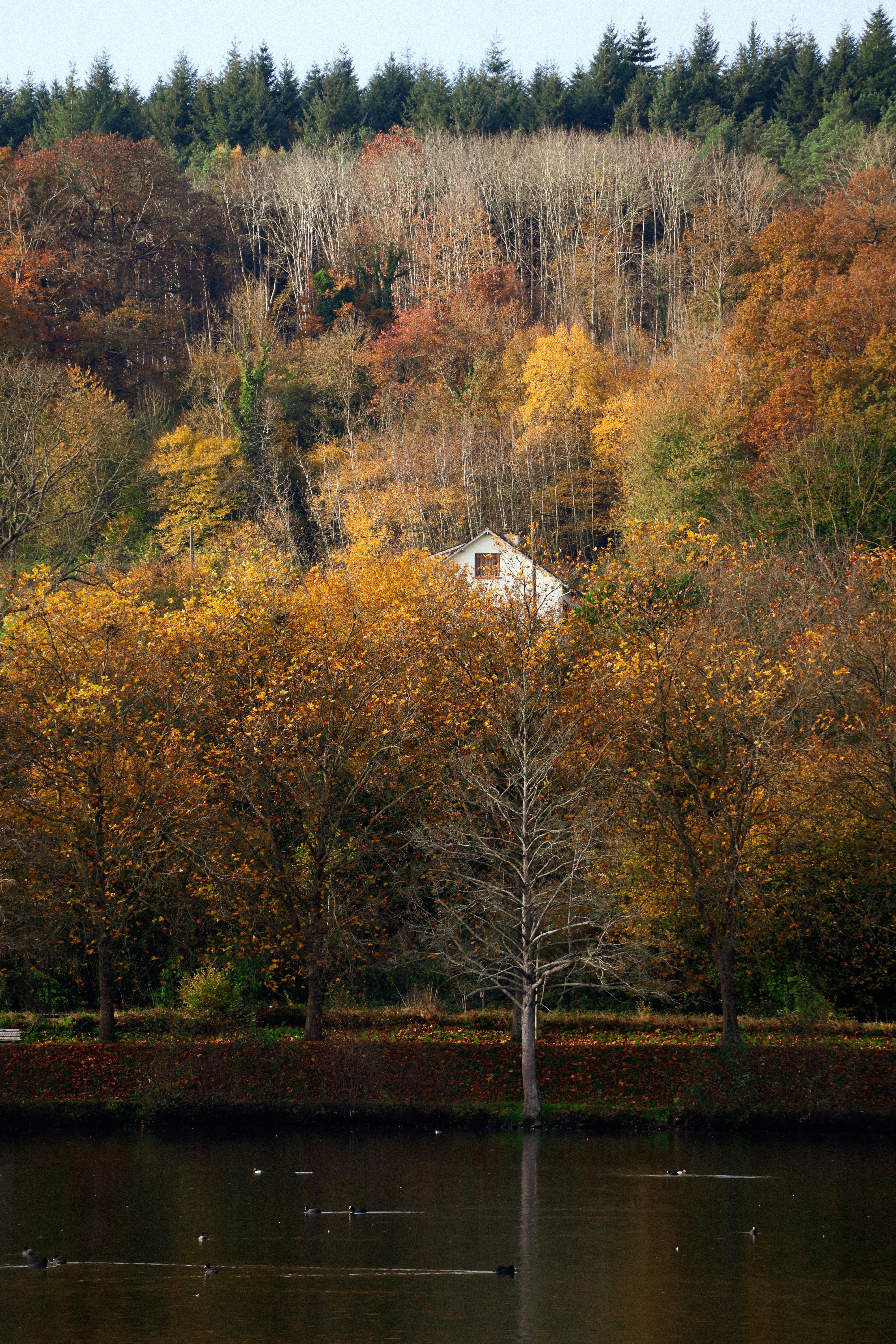 A Falling Birds Photos, Download The BEST Free A Falling Birds Stock ...