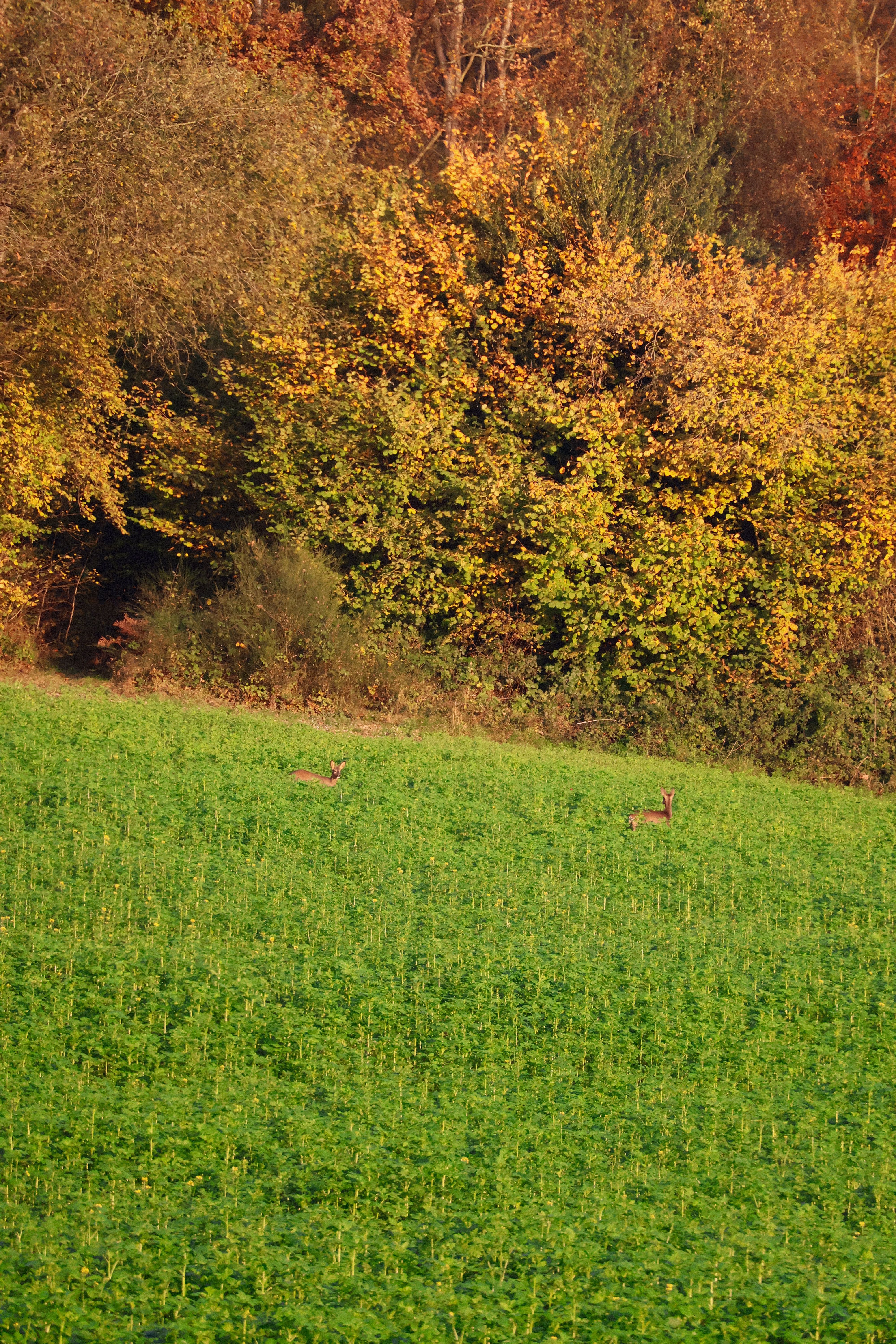 Deer in Lush Green Field with Fall Foliage · Free Stock Photo